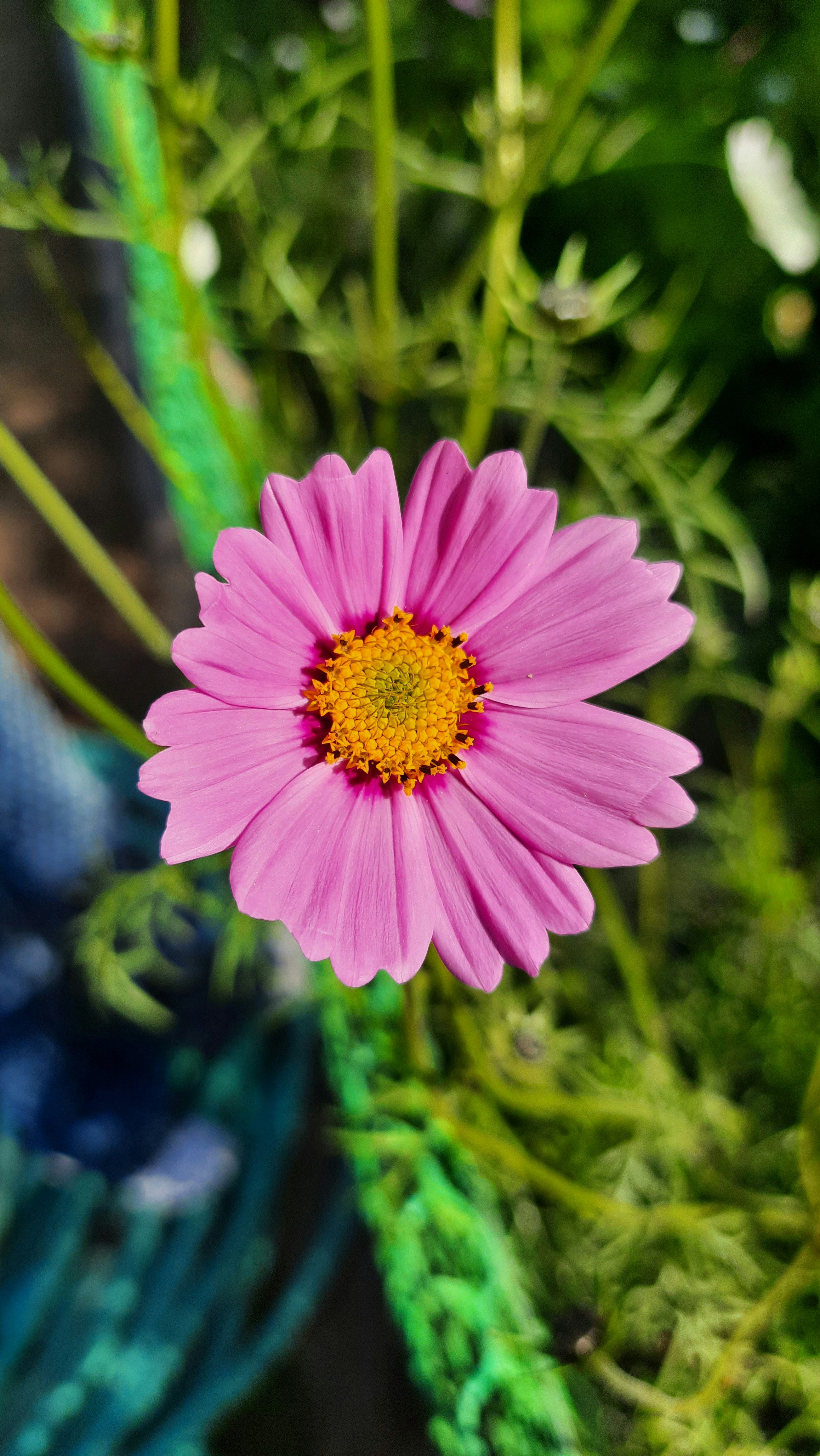 Close-up photograph of a pink zinnia with a yellow center against a blurred green garden background.