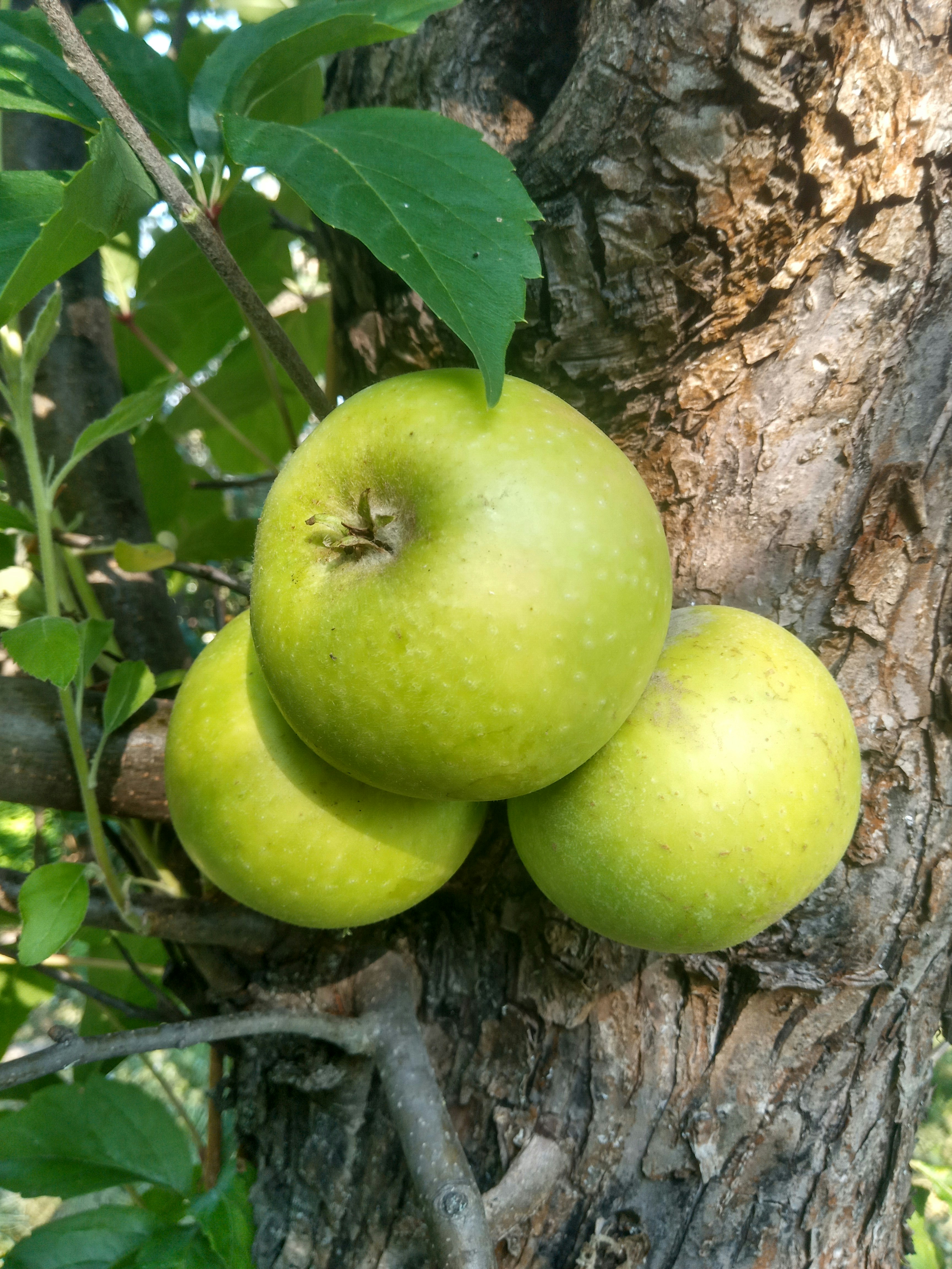 Three green apples cling to a rough tree trunk with surrounding leaves in soft daylight.