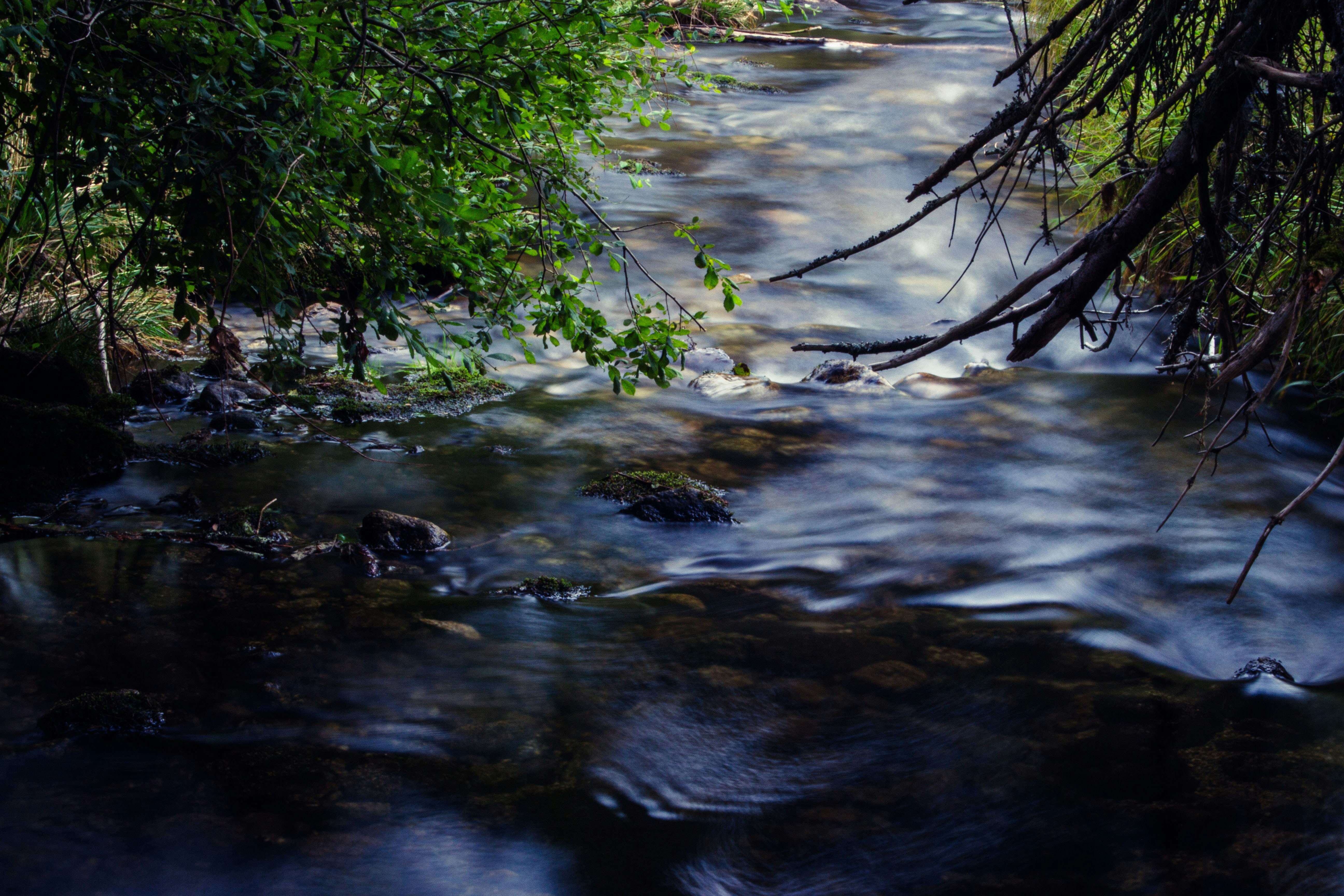 A serene stream meanders through lush greenery, with gentle ripples reflecting the surrounding foliage. The tranquil scene invites contemplation.