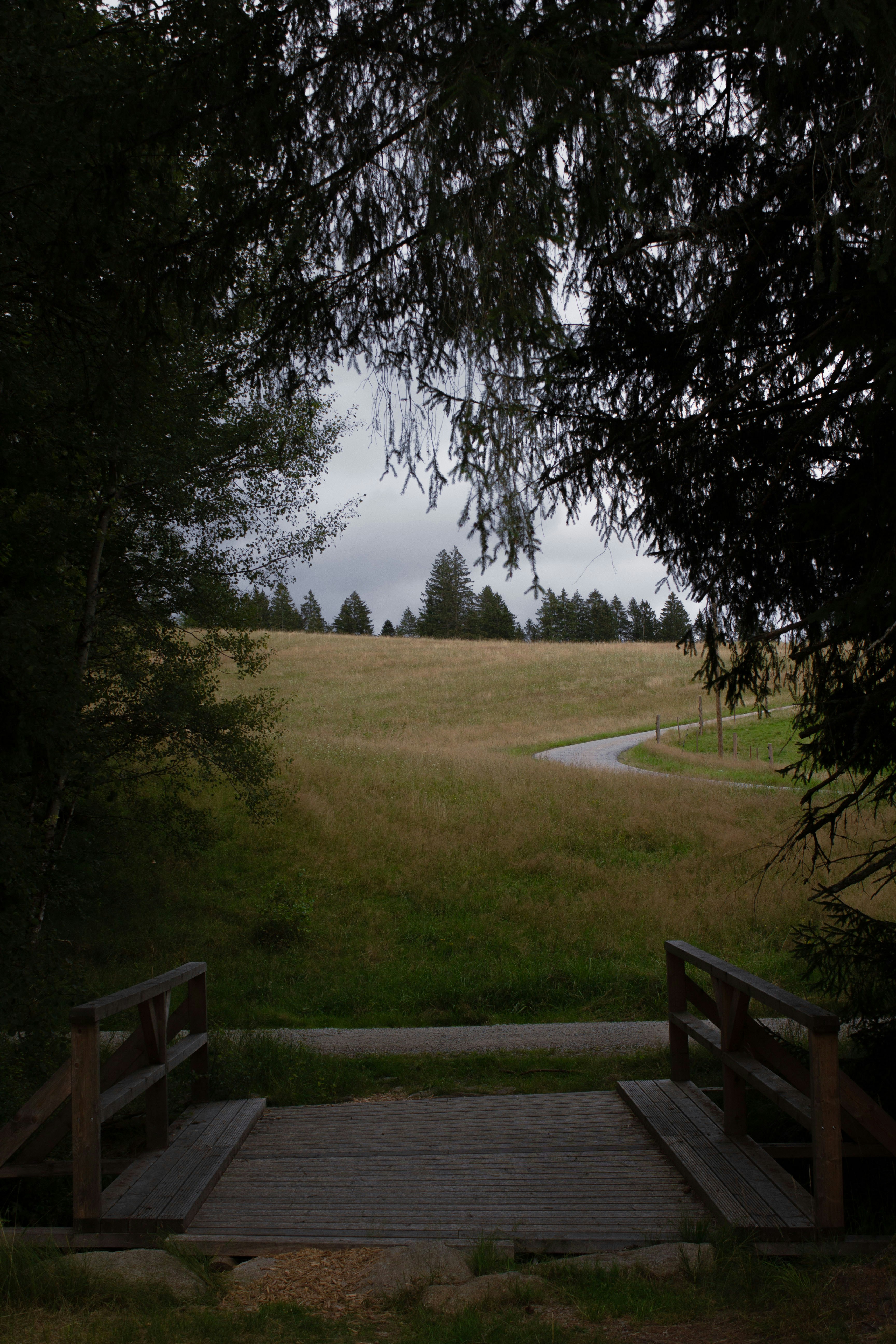 Quiet Bridge to the Open Meadow Beneath Overcast Pines