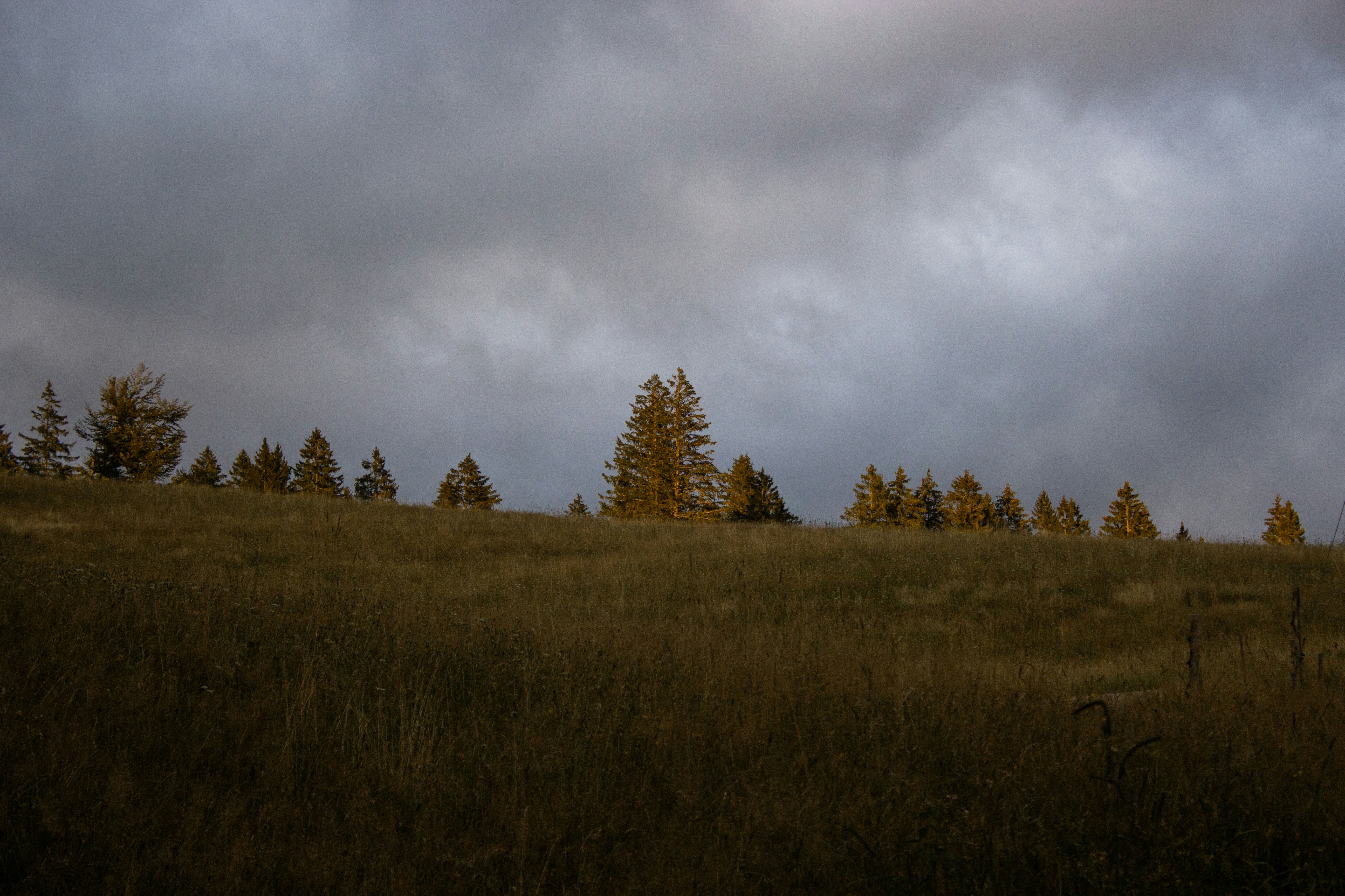 Golden Trees on a Quiet Hilltop at Dusk