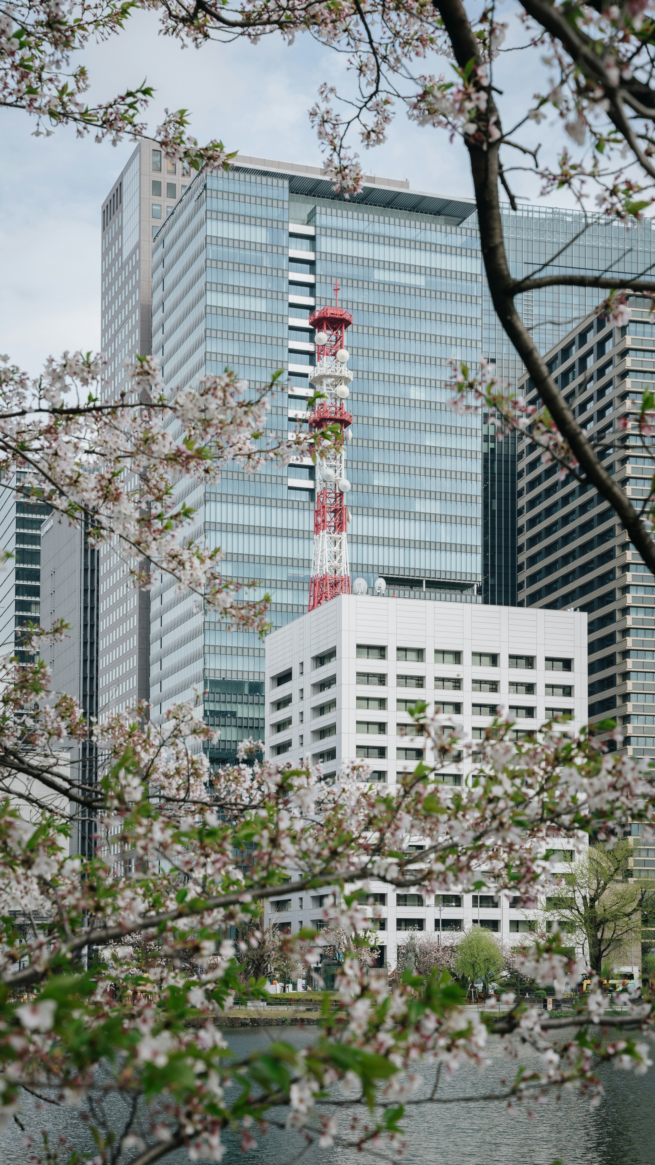 Petals and chrome: blossoms frame a towered skyline