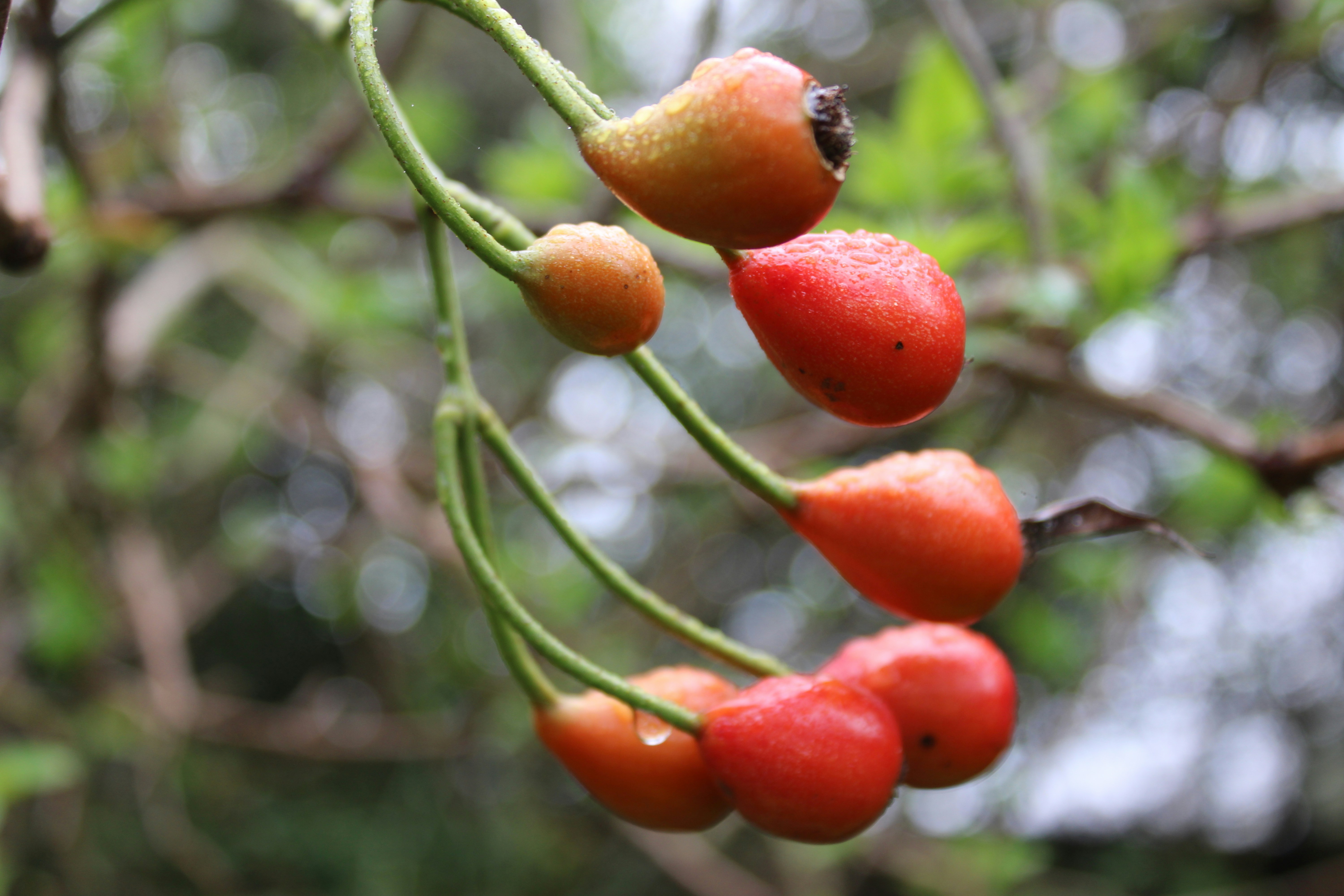 Photo by silvia with Canon EOS 2000D