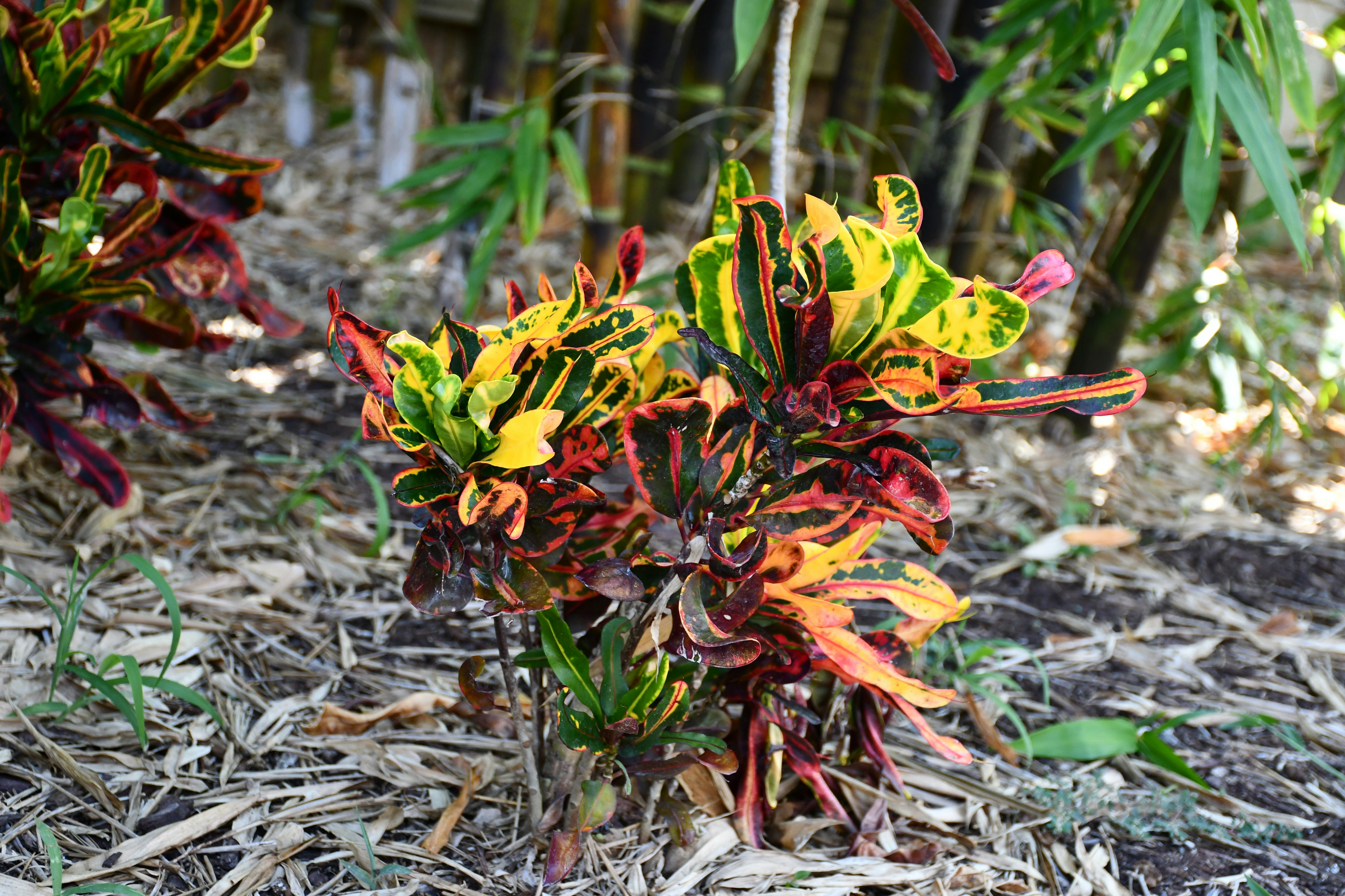 A plant with red, yellow and green leaves photo – Free Flower Image on ...