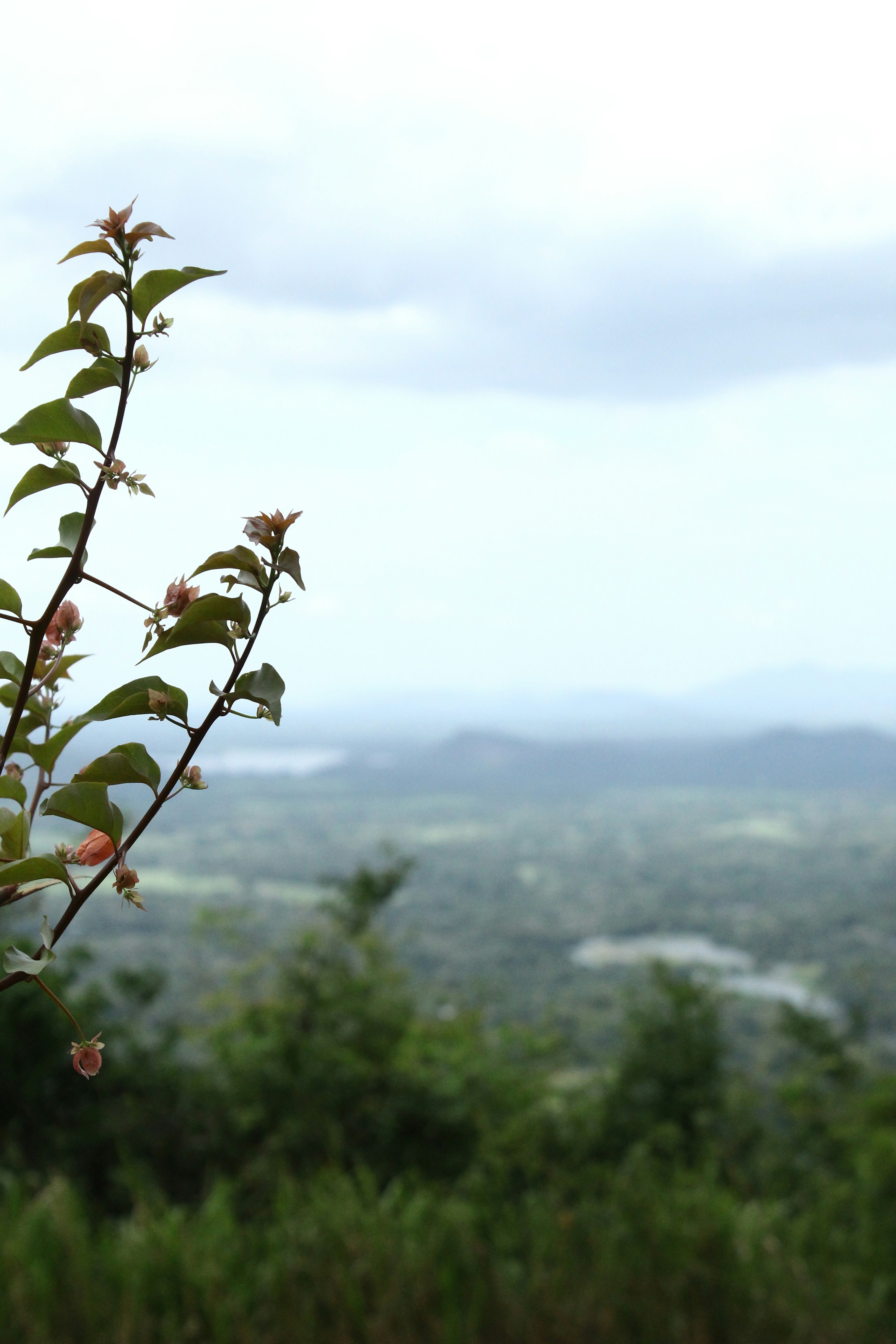 A tree branch with a view of a valley in the distance