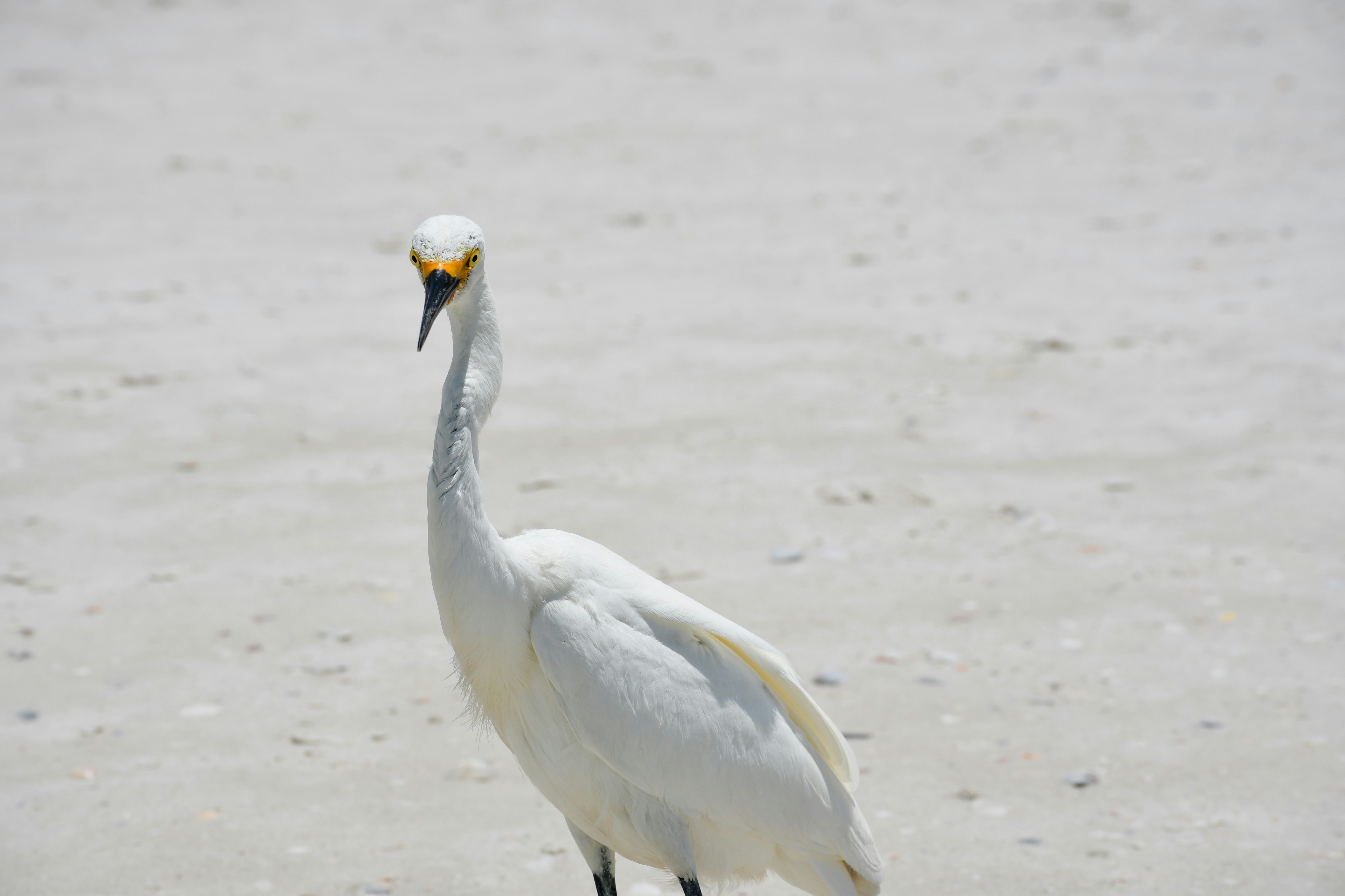 Solitary Snow Egret on a Pale Beach