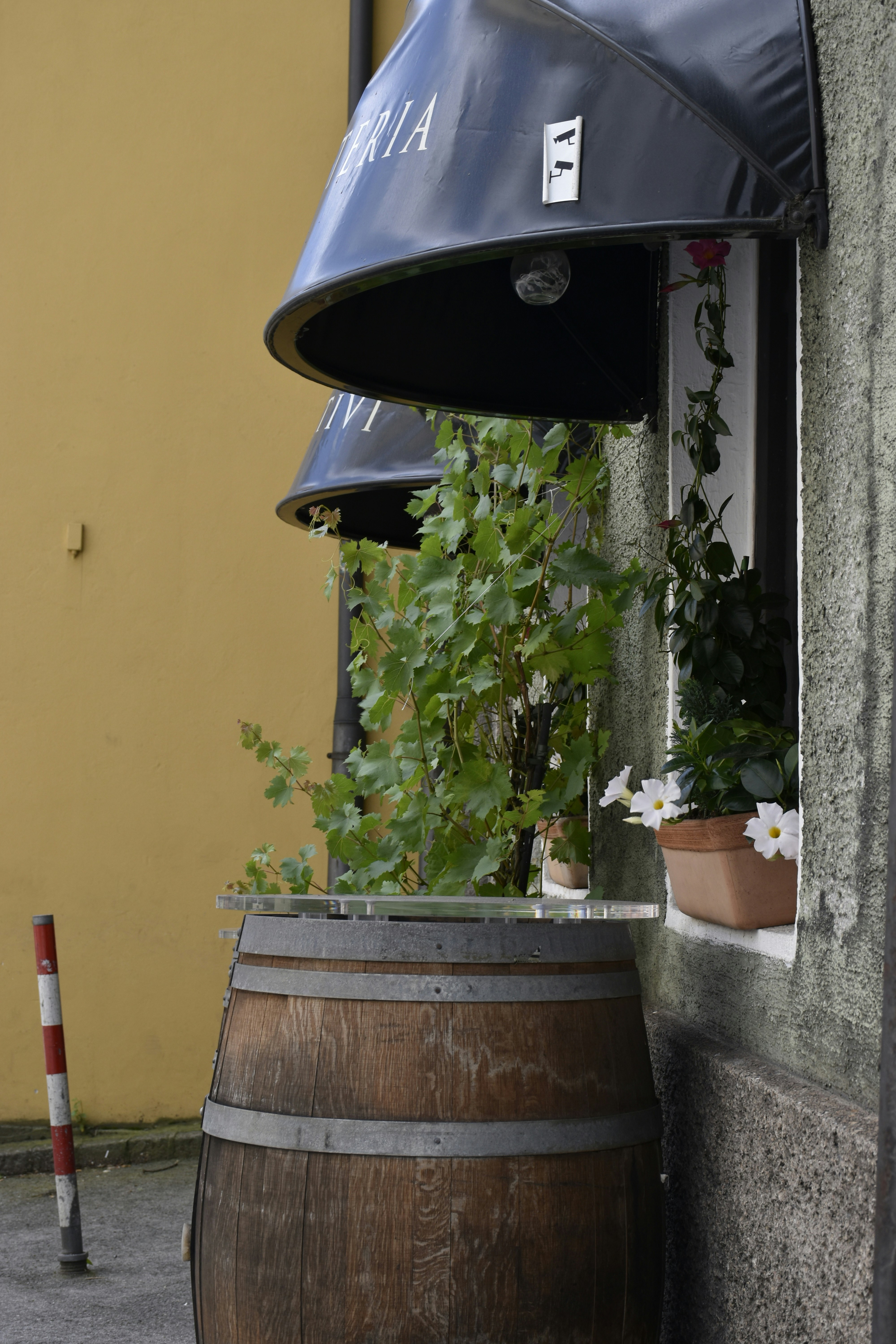 Barrel and Ivy Under a Blue Arc: a Quiet Street Still Life