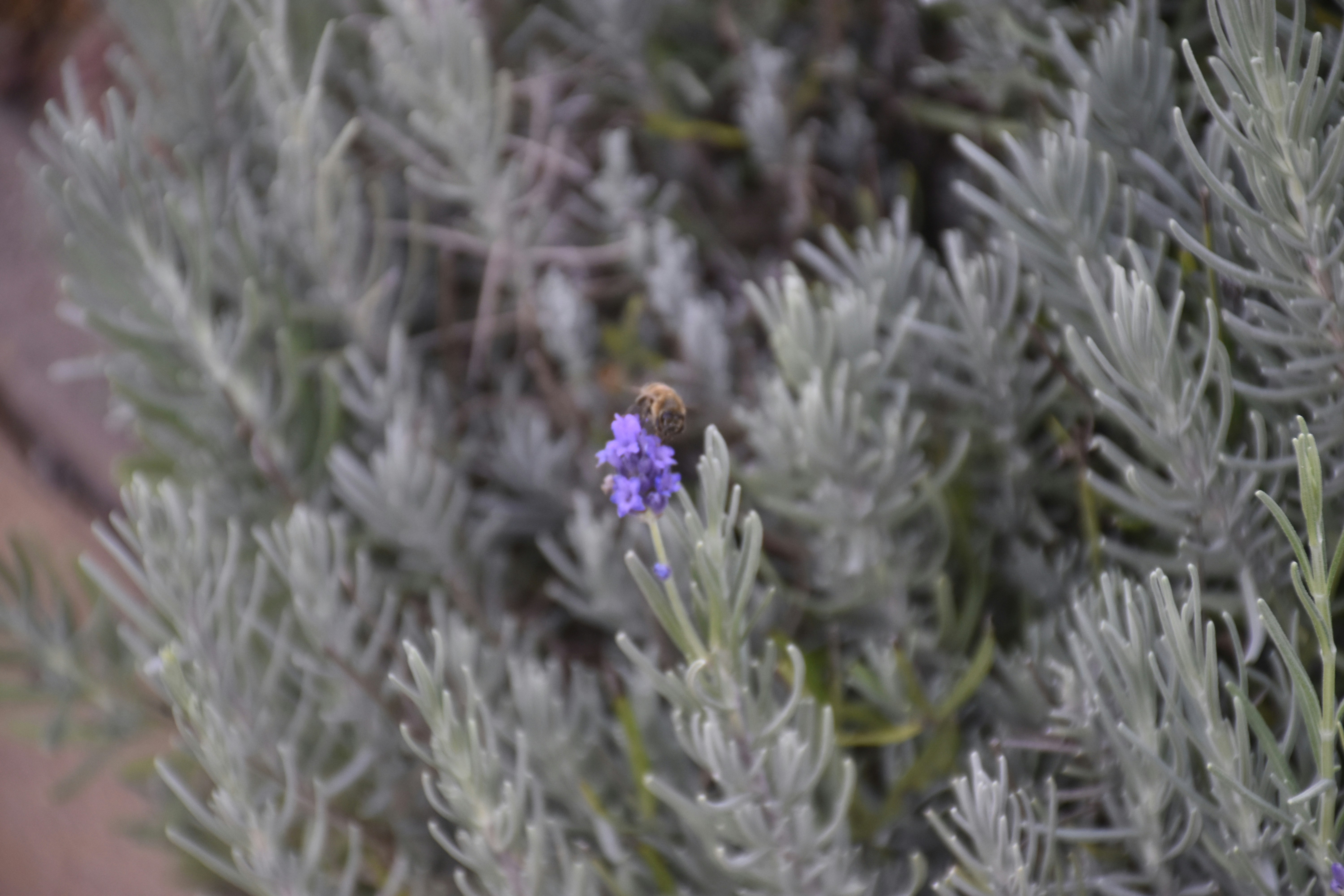 Bee on a Violet Bloom Amid Silvery Lavender Spires