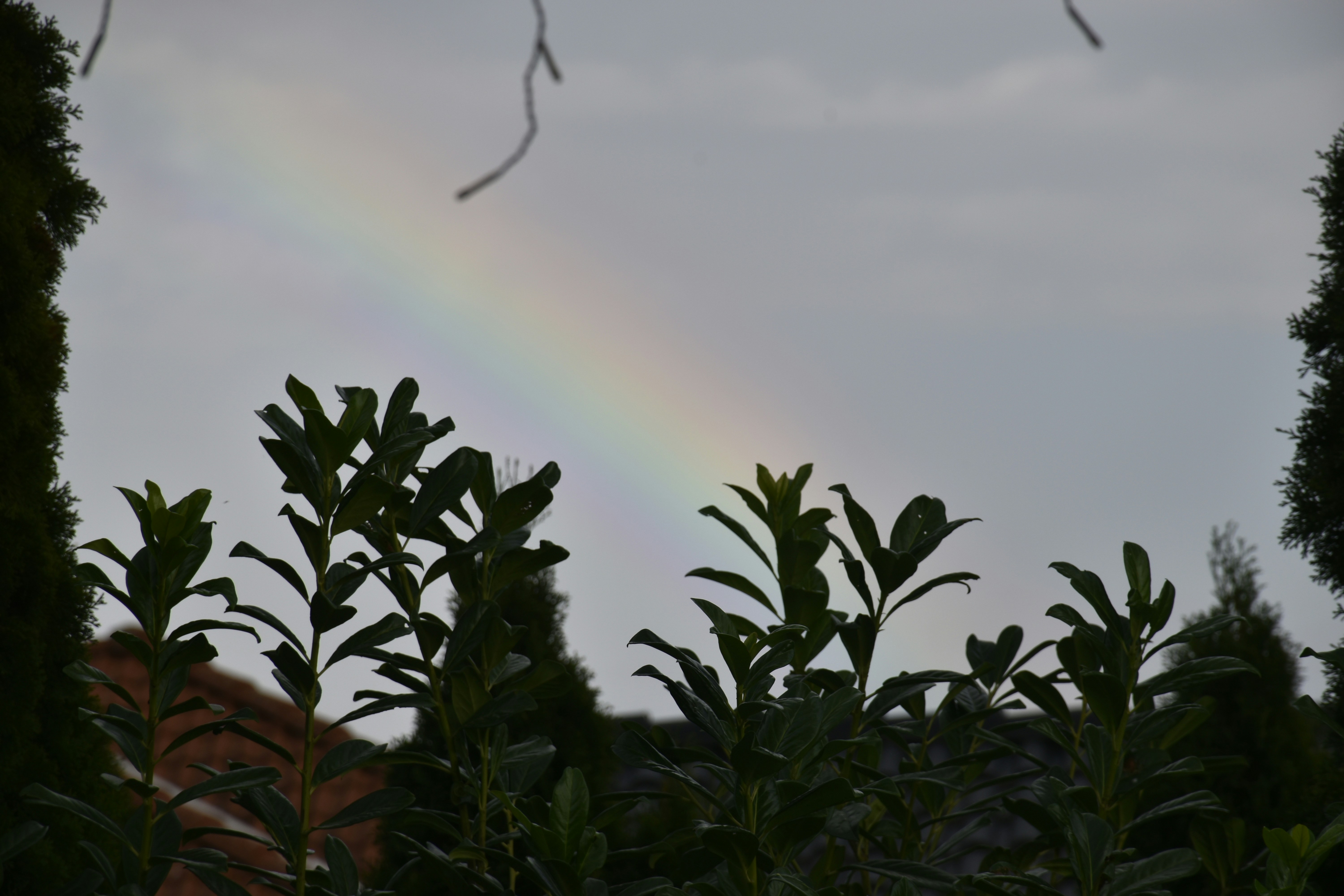 Rainbow Between Shadows: A Garden's Leafy Frame