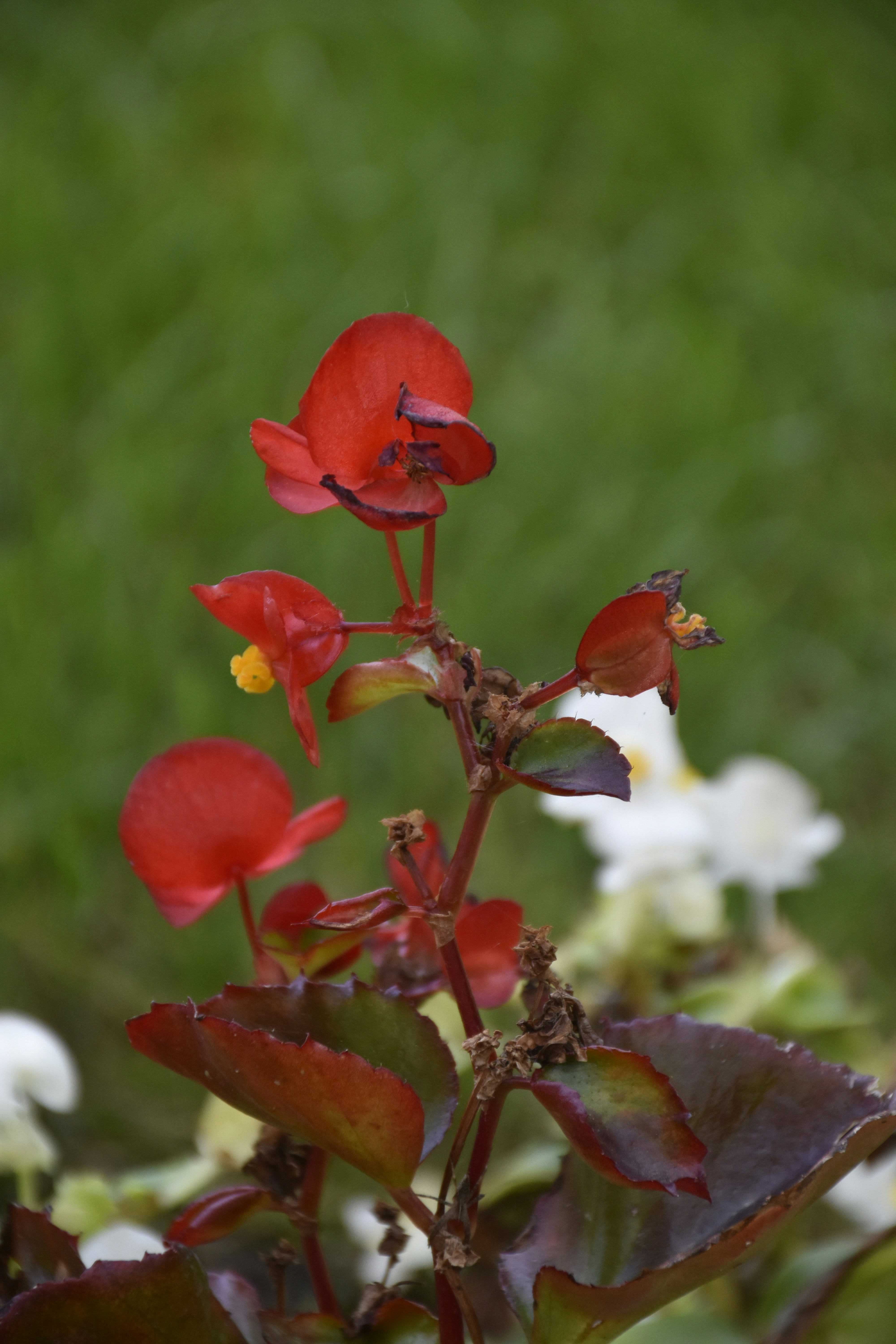 Crimson Bloom Rising Through a Sea of Green