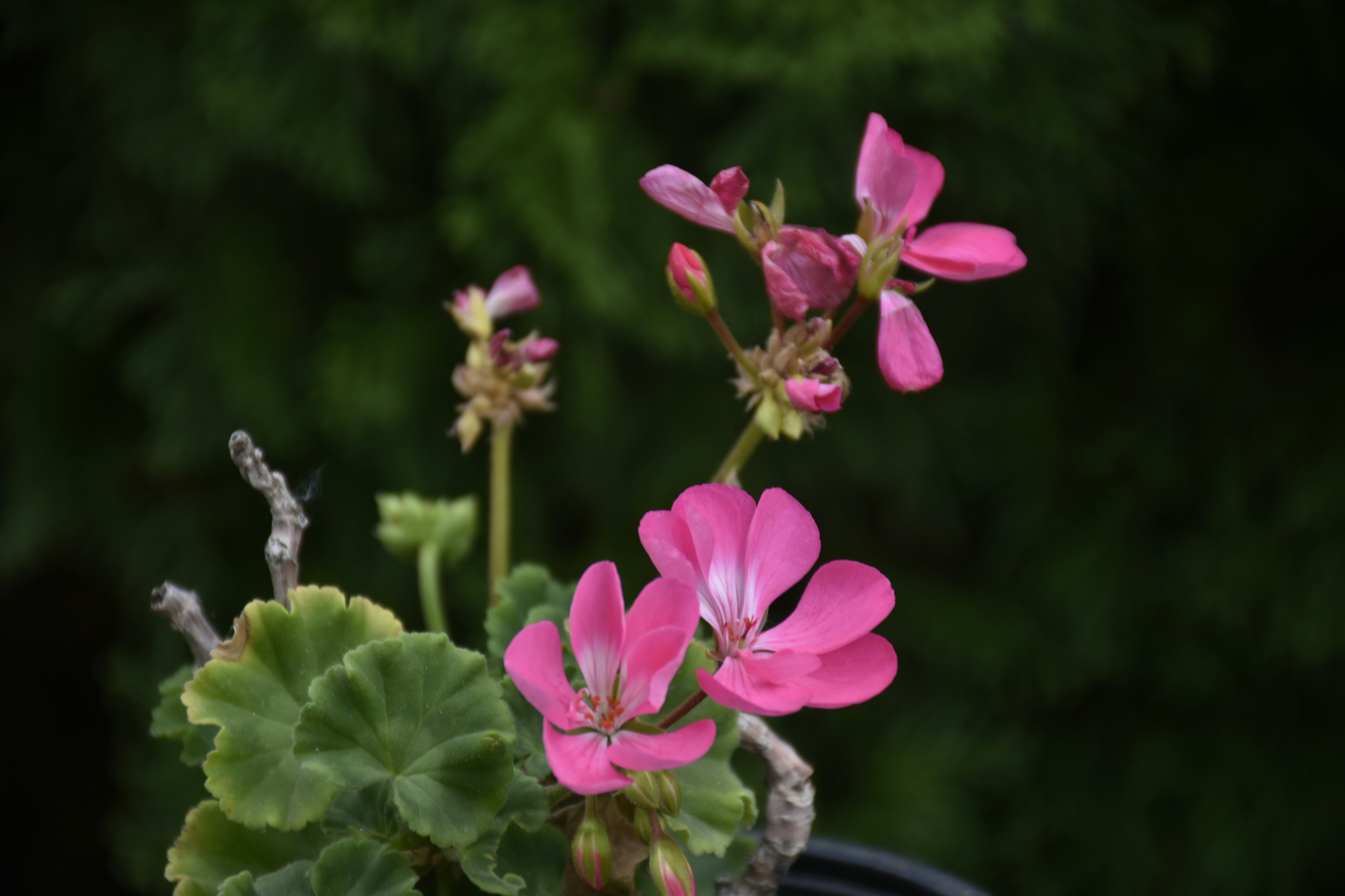 Una planta en maceta con flores rosadas foto – Imagen de Flor gratuita ...