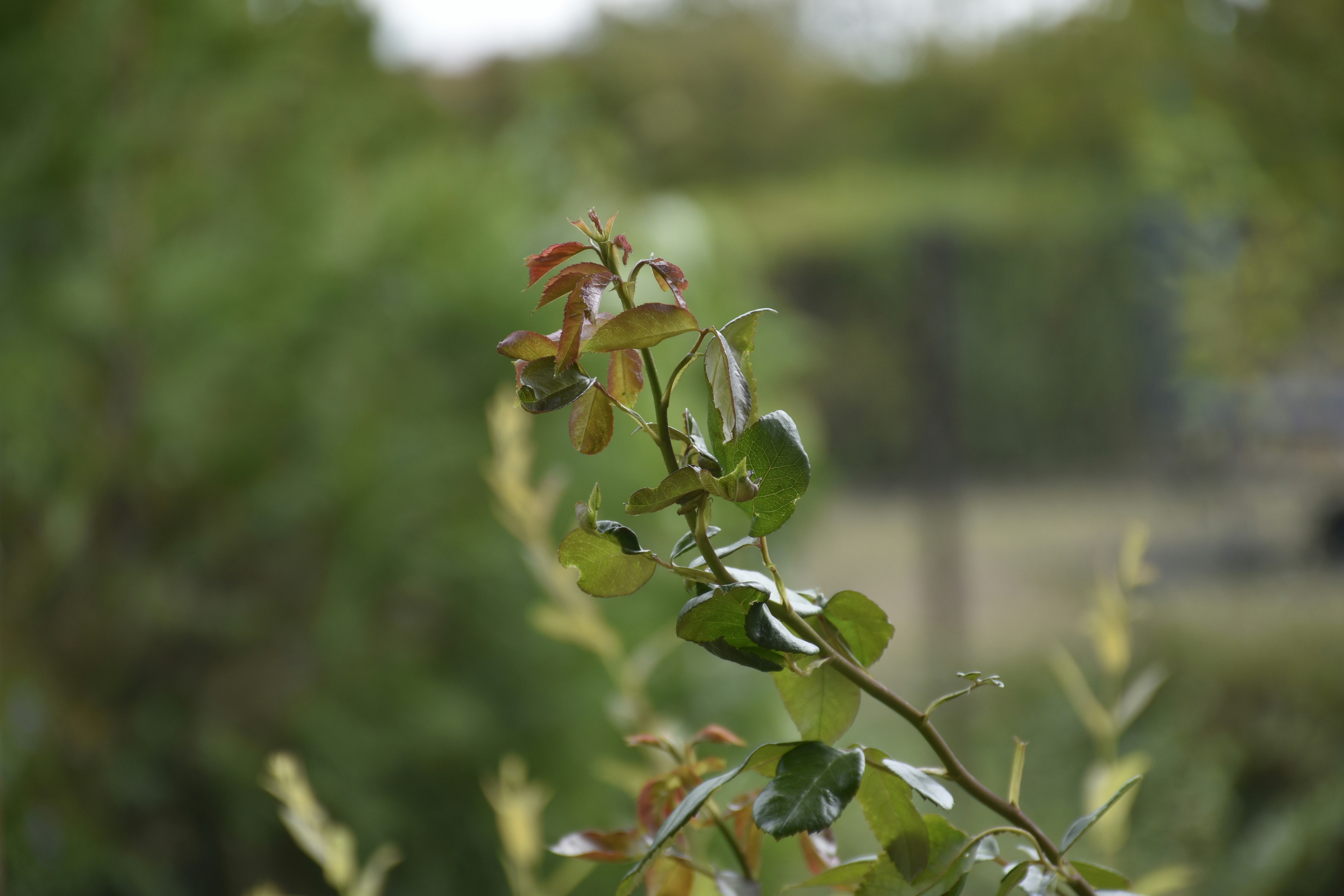 Photo by Z N with Nikon D3500