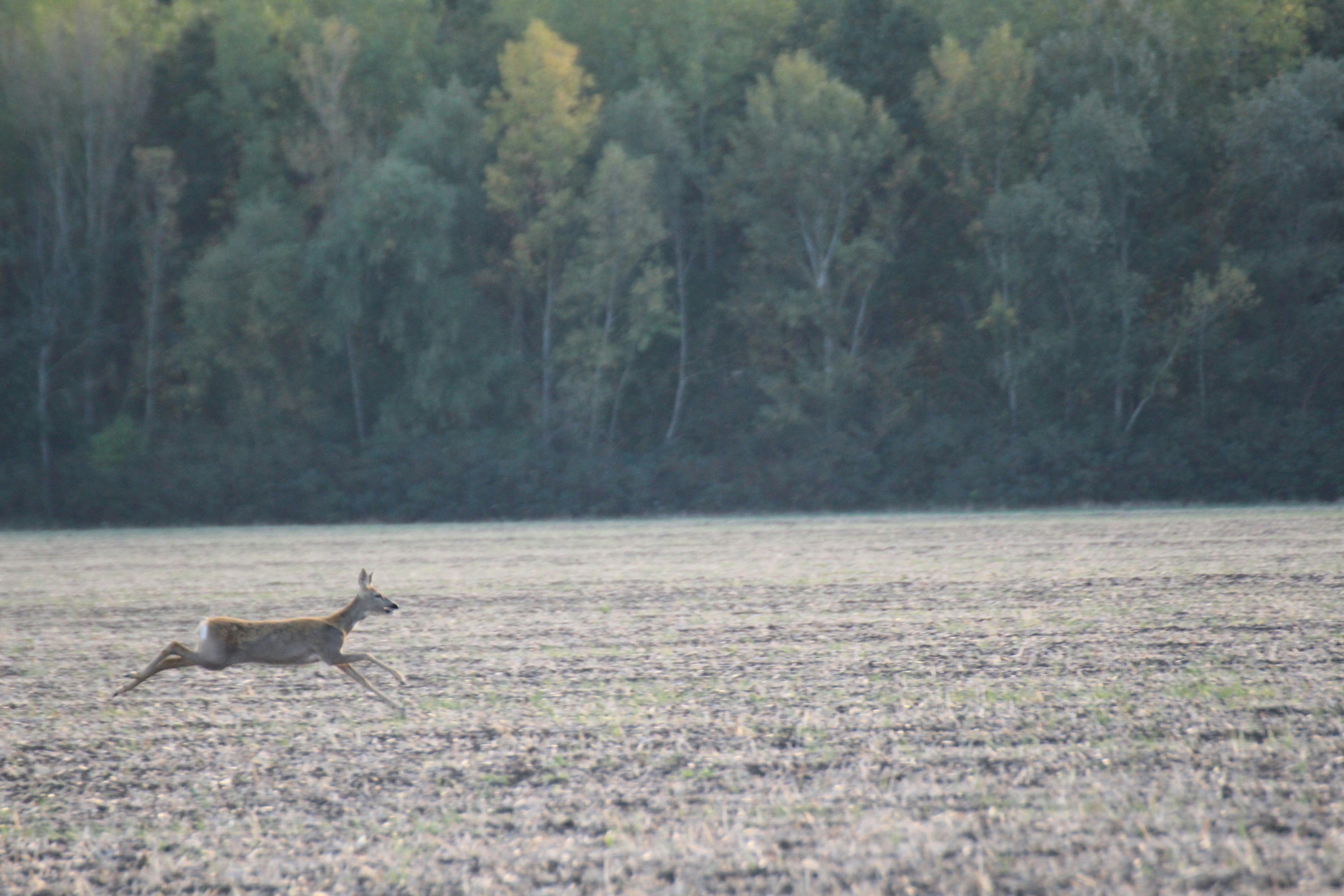 Horizon Bound: A lone gazelle in a sunlit marsh on the edge of a forest