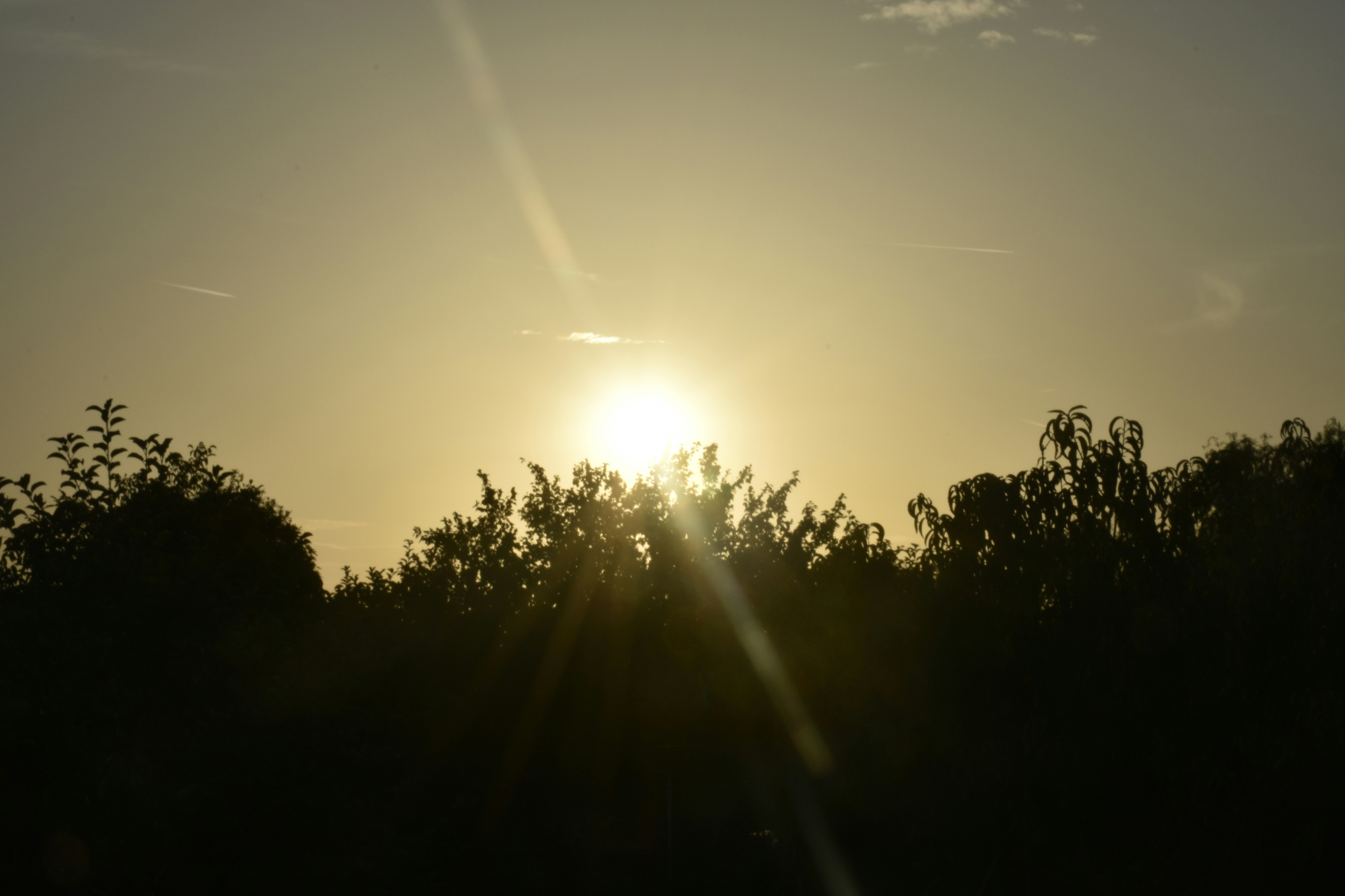 The sun is setting over the trees in the distance photo – Free Forest ...