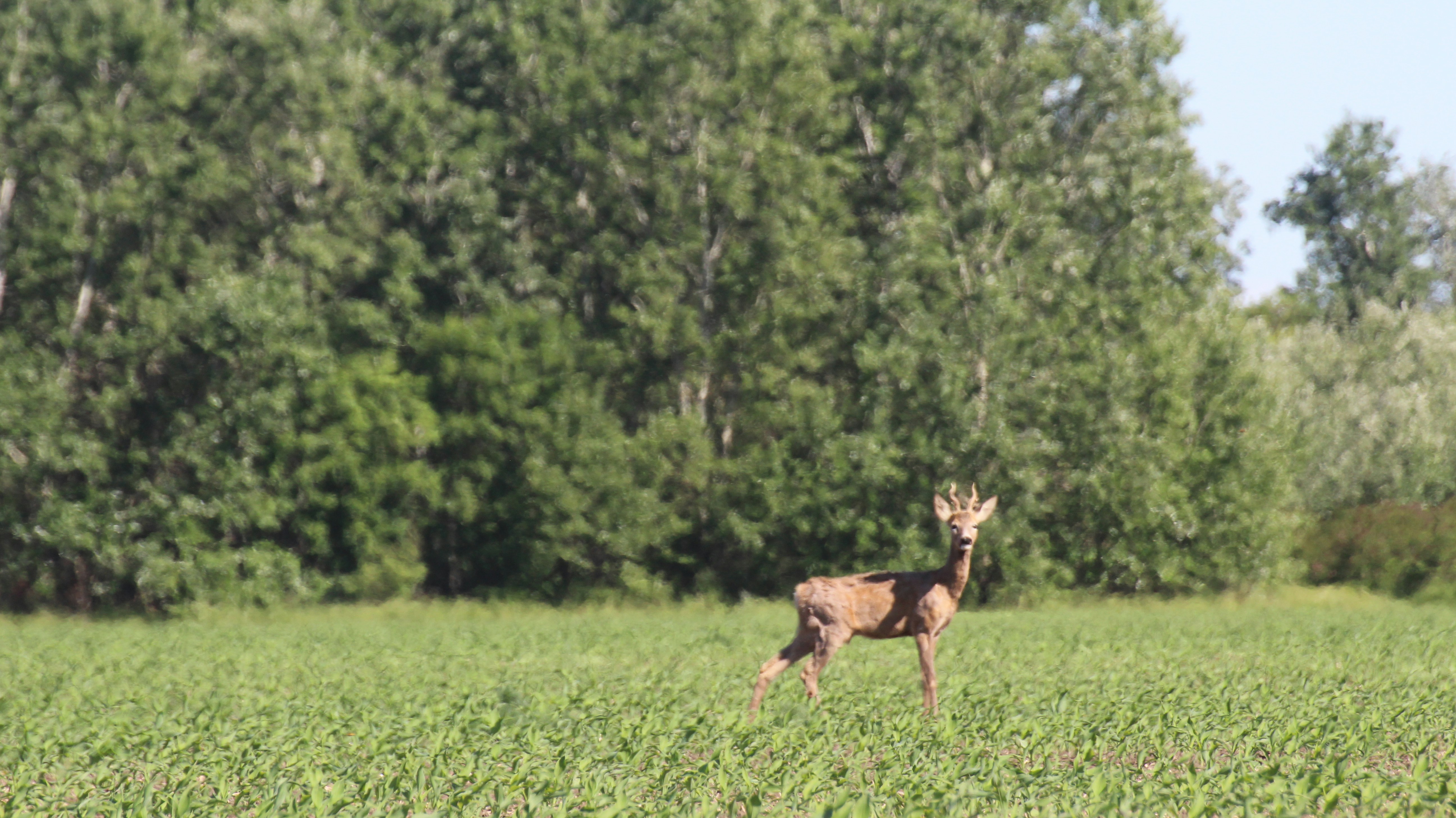Antlered Buck Halts in a Quiet Meadow with a Piney Backdrop