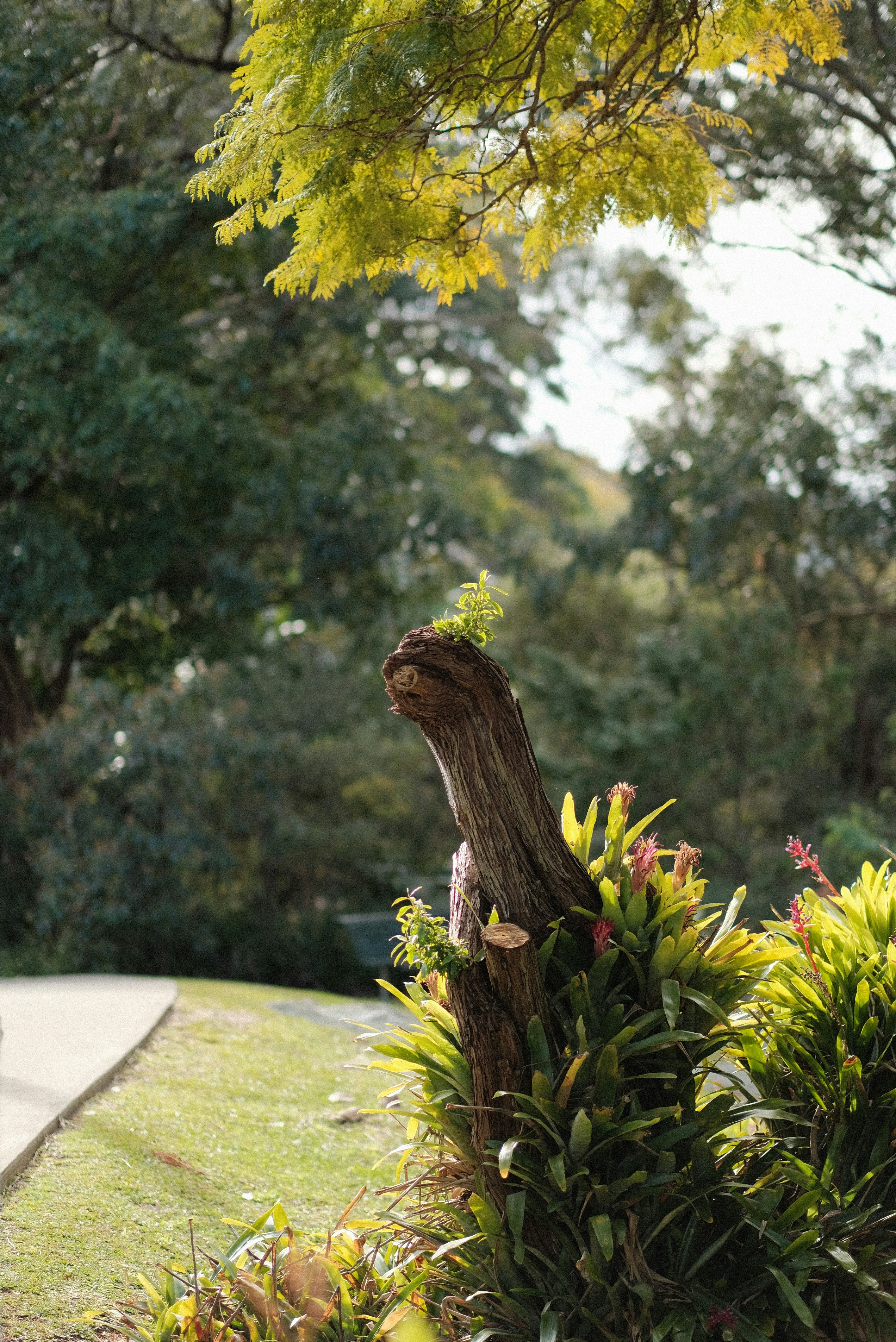Tree stump surrounded by lush foliage under dappled sunlight in a park setting.