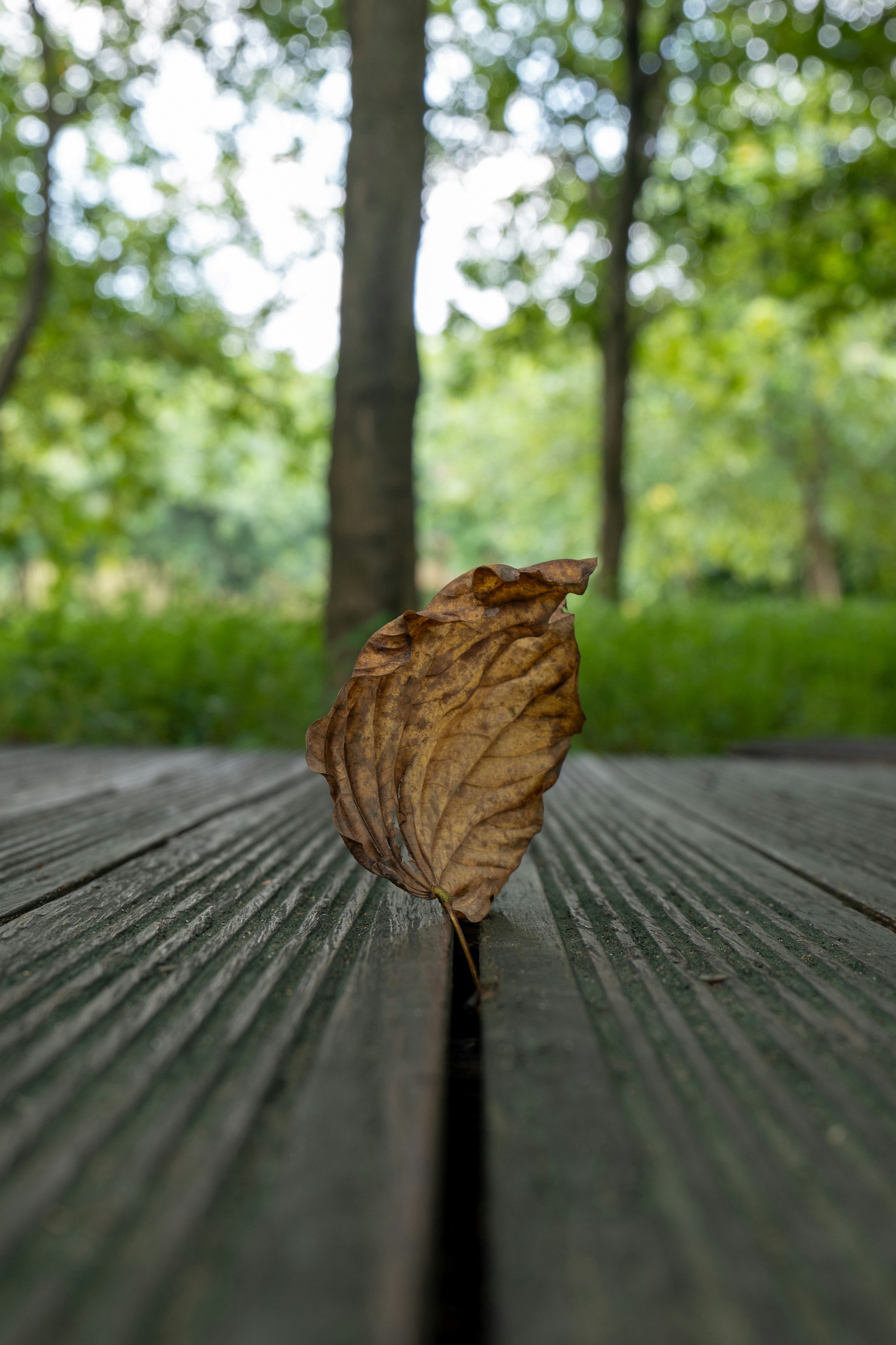 Solitary Leaf on a Weathered Deck: Quiet Focus Amid Forest Blur