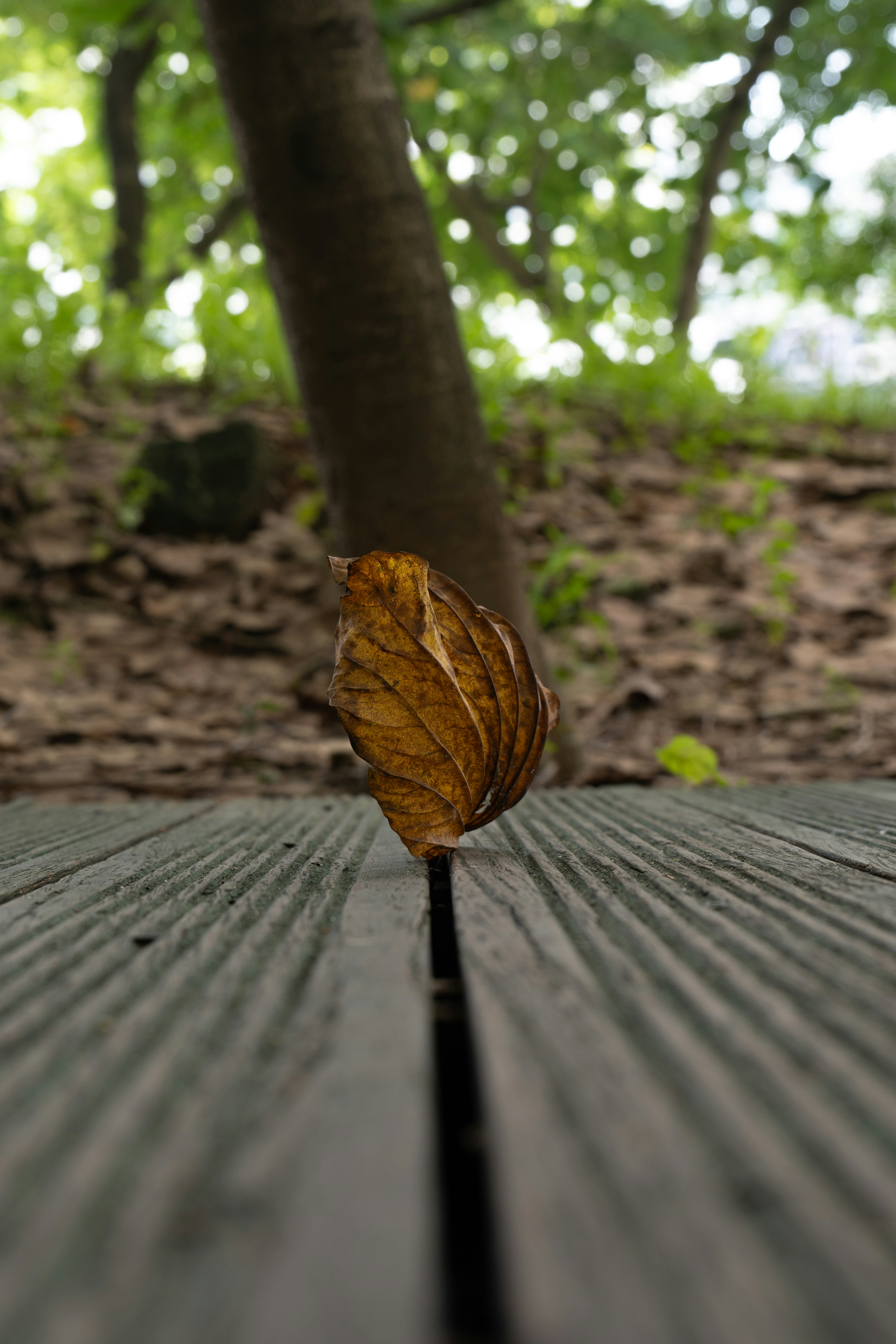 Leaf on the Planks: Autumn Quiet with a Soft Forest Backdrop