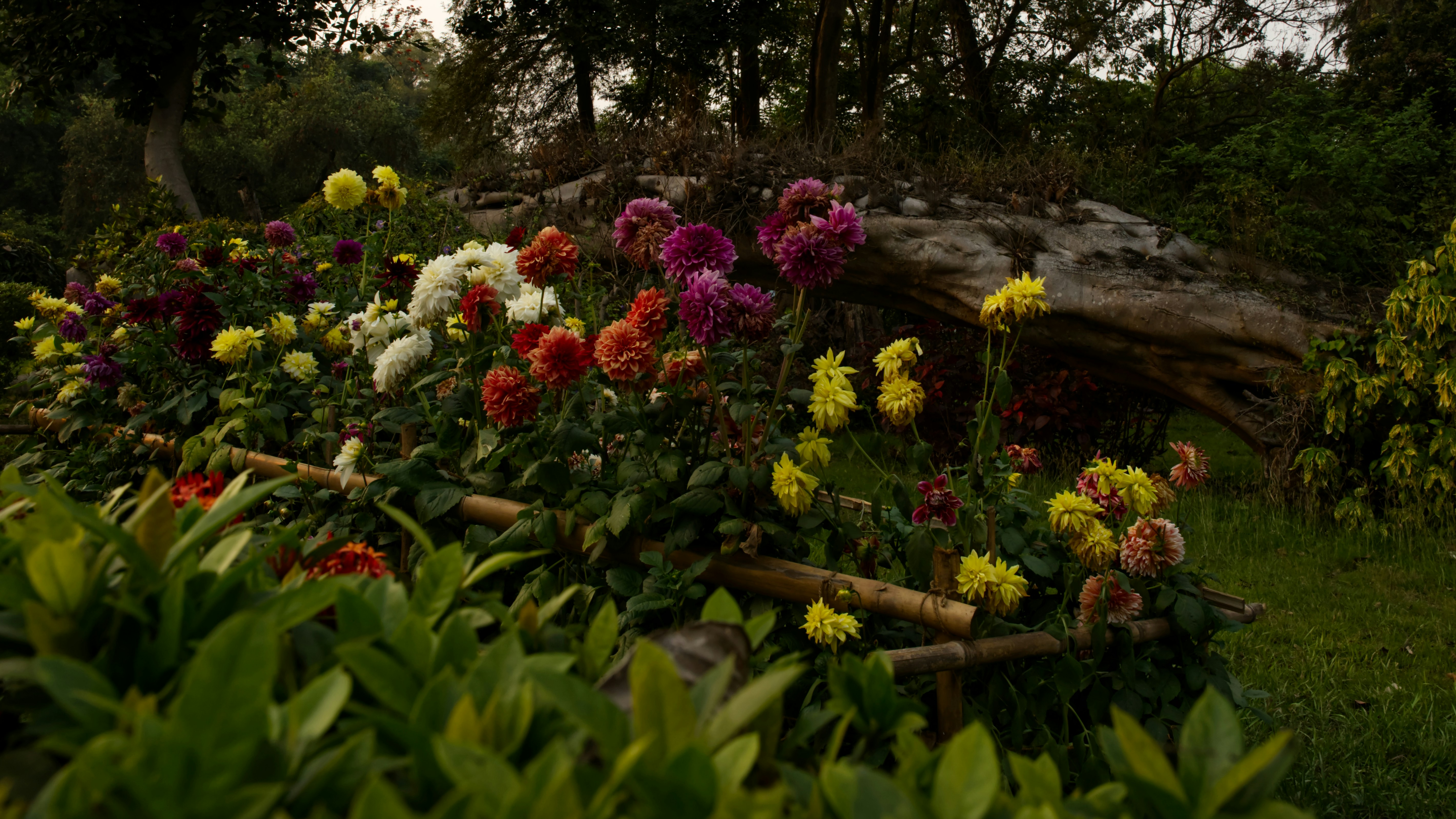Dahlias Along a Rustic Border: Burst of Color in Soft Garden Light