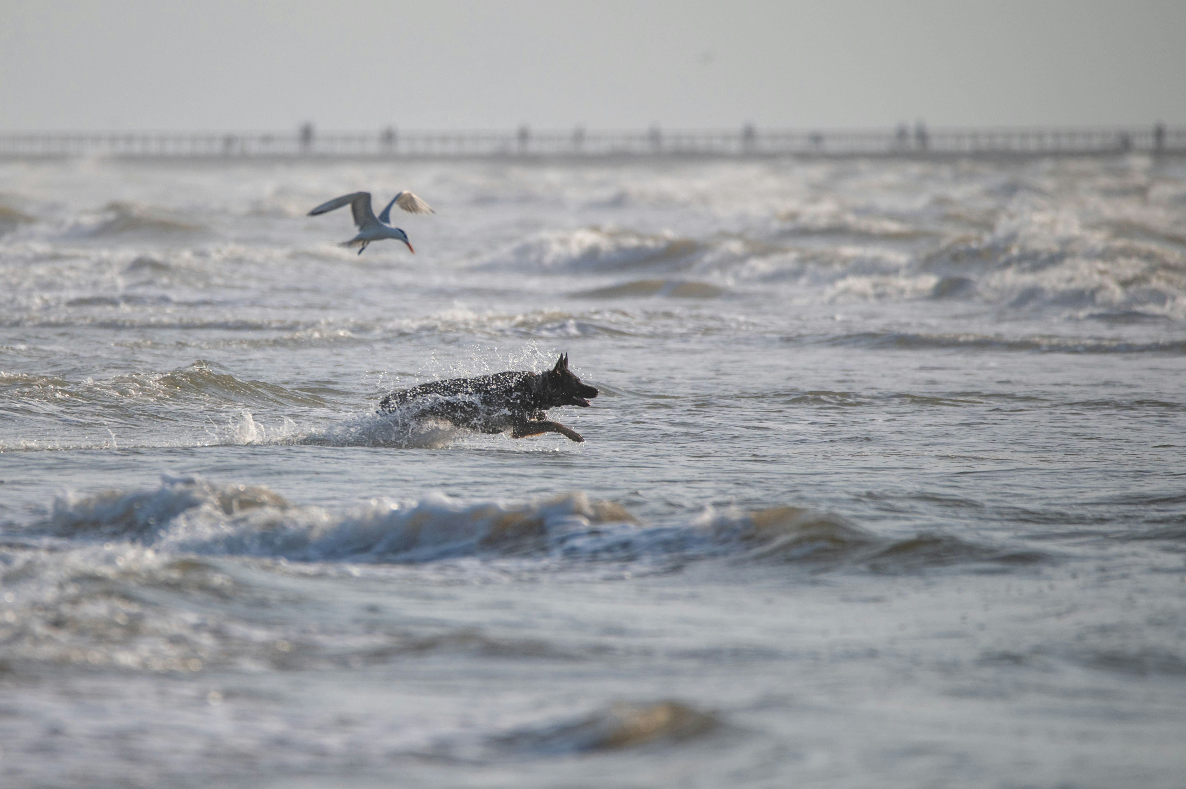 Hunting Waves: A Sea-Dog Pursuit at Dawn