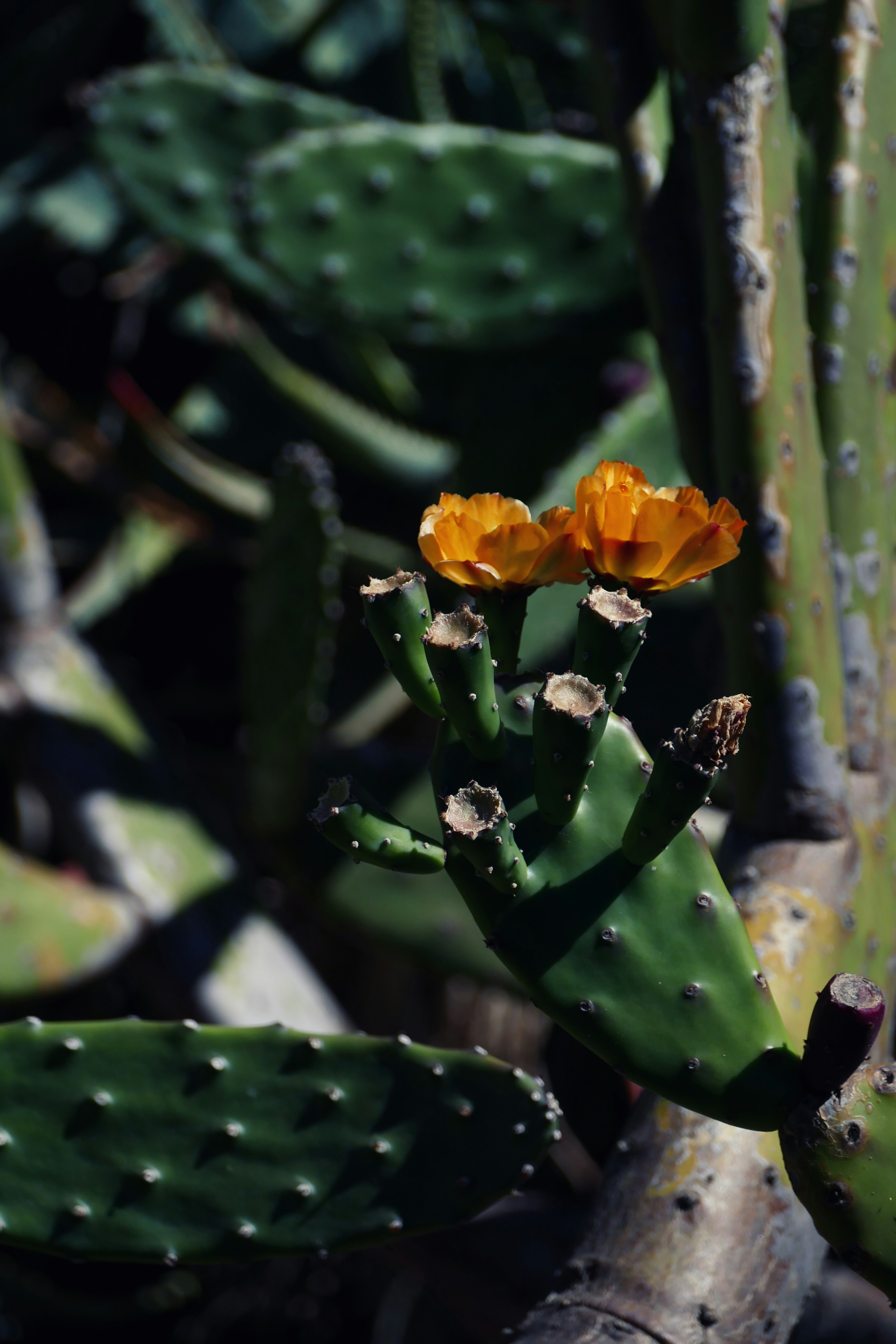Ember Blossoms Crown a Jade Cactus
