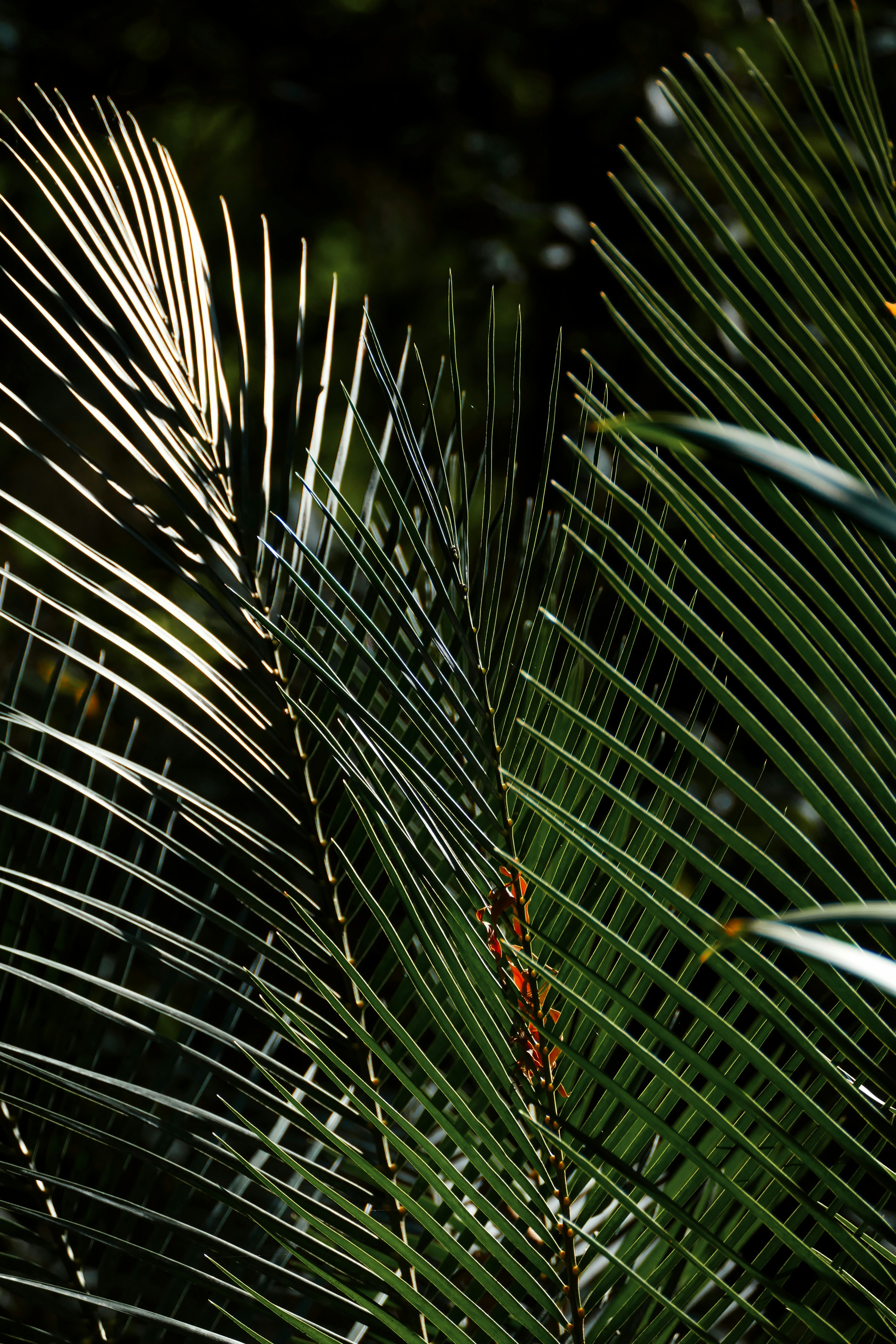 Fronds in Focus: Light and Shadow Play Through Jungle Pines