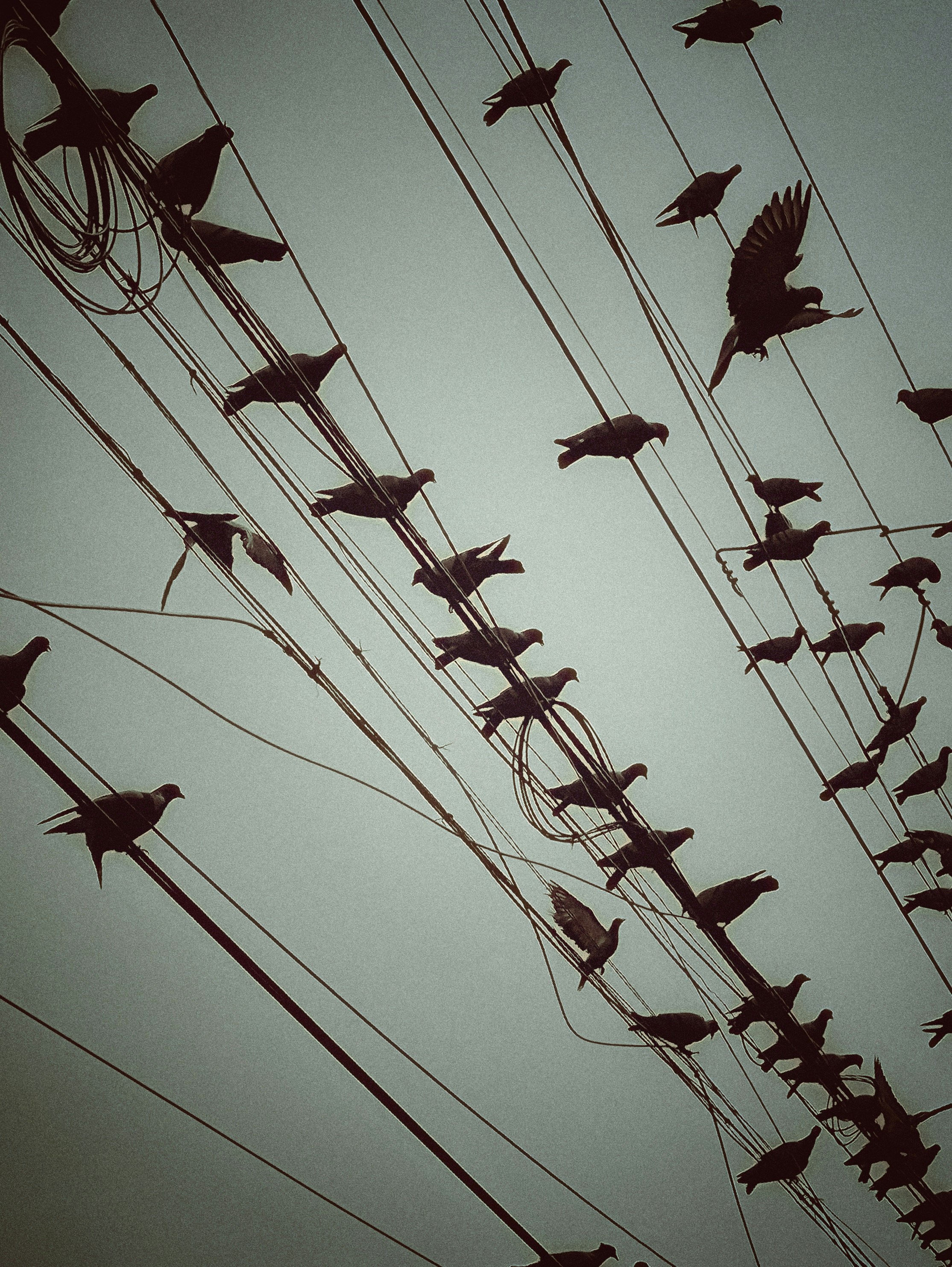 Monochrome photograph of birds perched and in flight along a web of power lines, viewed from a diagonal perspective.