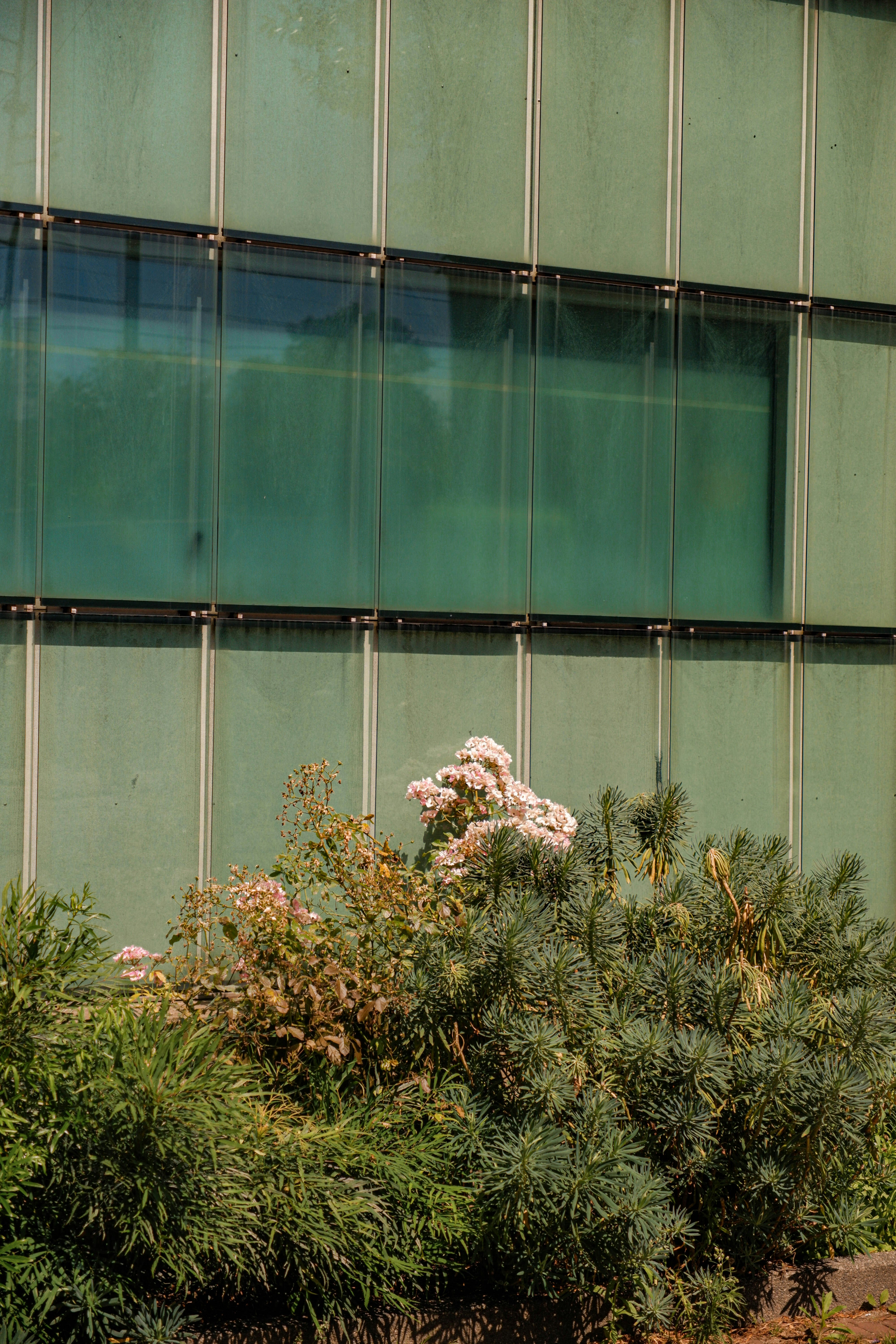 Green Glass Grid Framed by Pink Garden Blooms