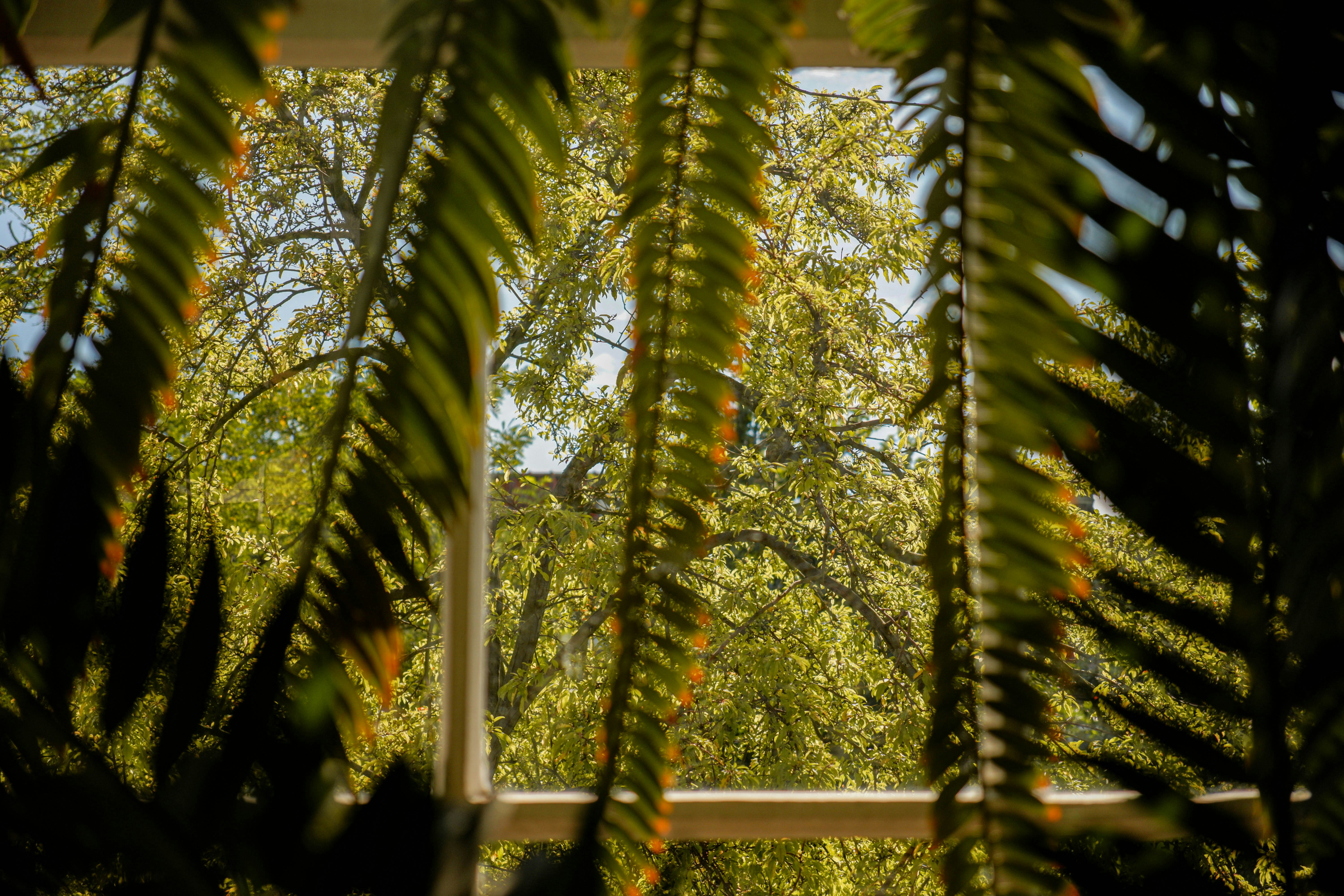 A view of a forest through a window photo – Free Forest Image on Unsplash
