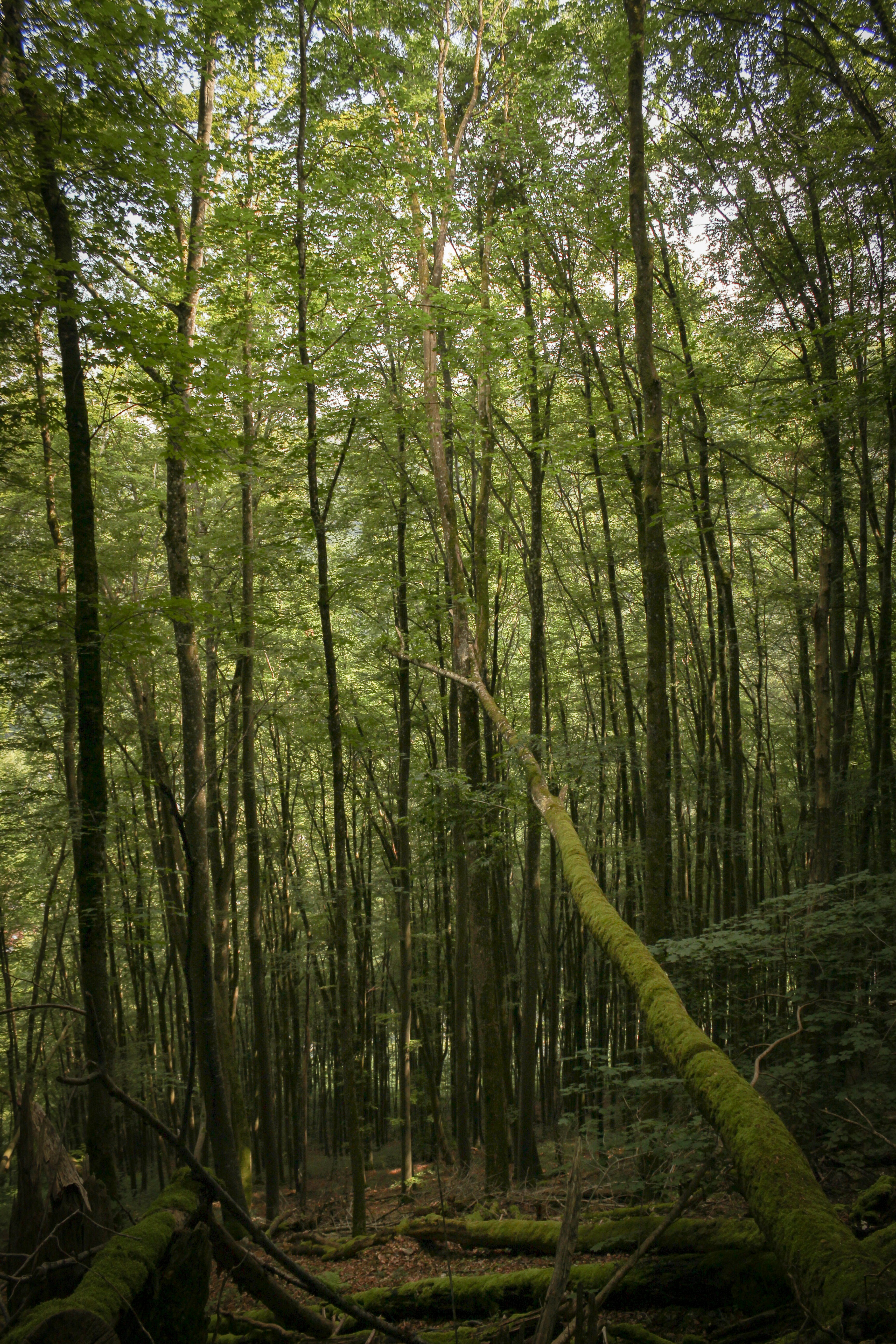 Dense forest with tall, slender trees reaching skyward, dappled sunlight filtering through the leaves.