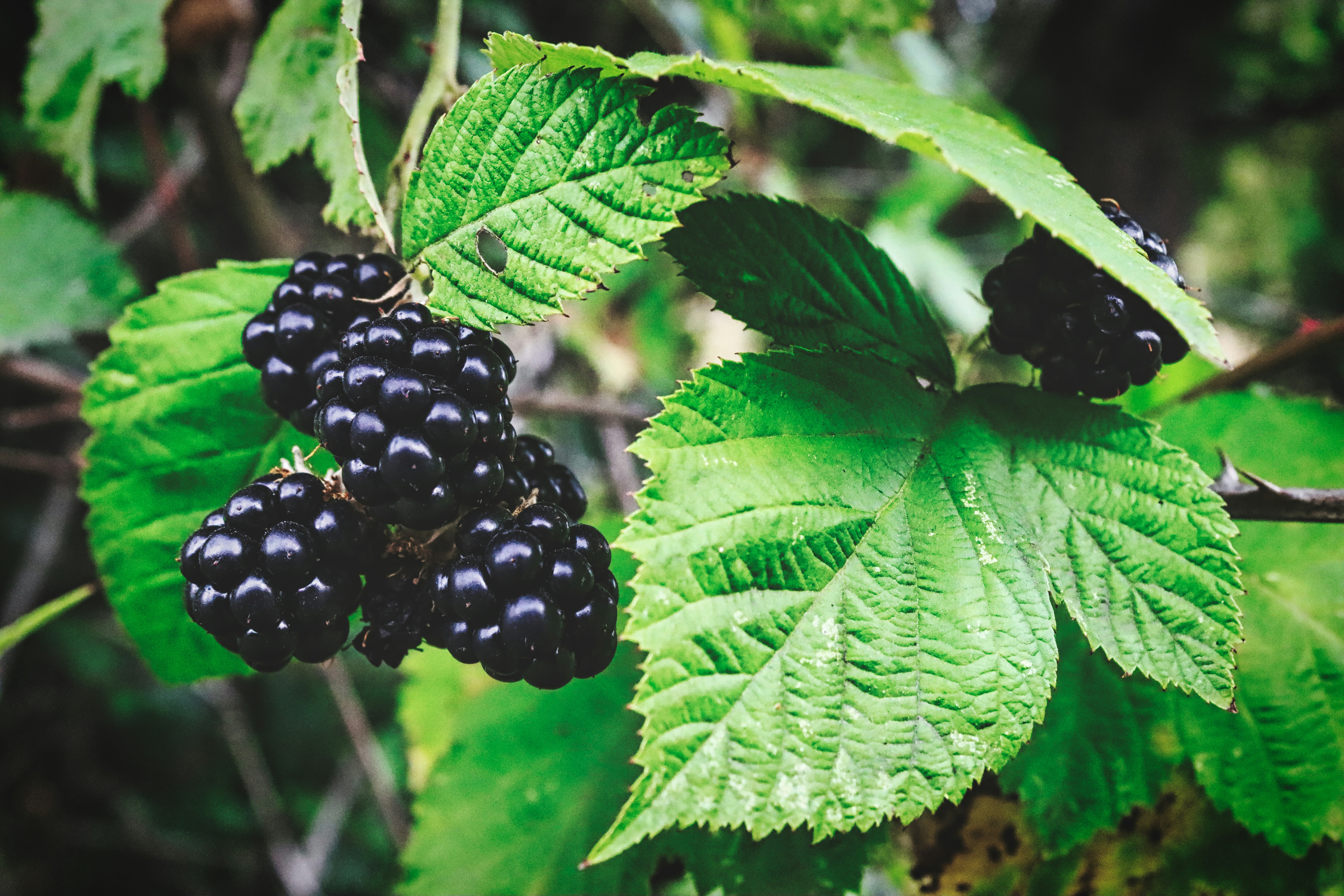 A bunch of blackberries hanging from a tree