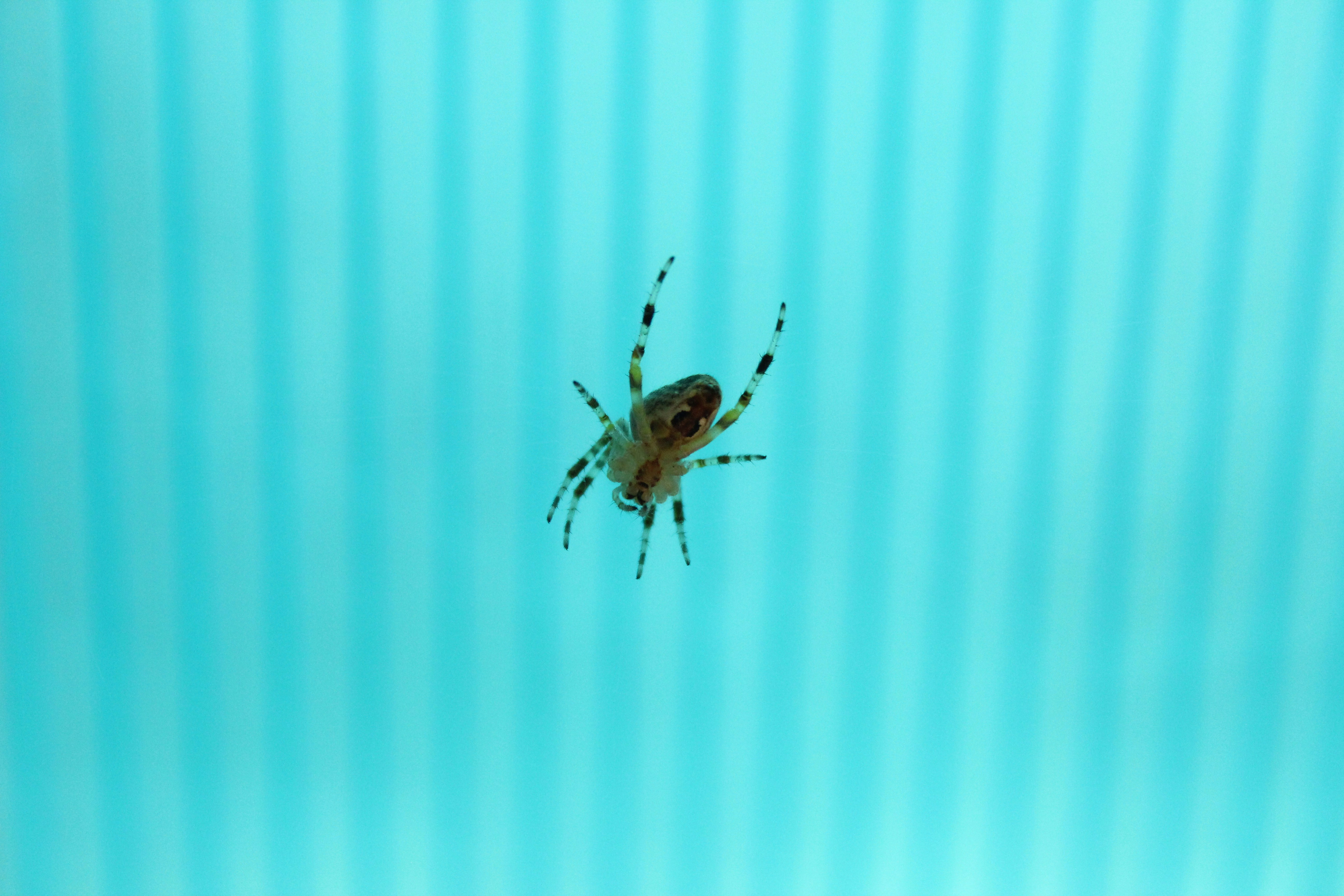 Micro Spider Adrift Against Neon Blue Stripes