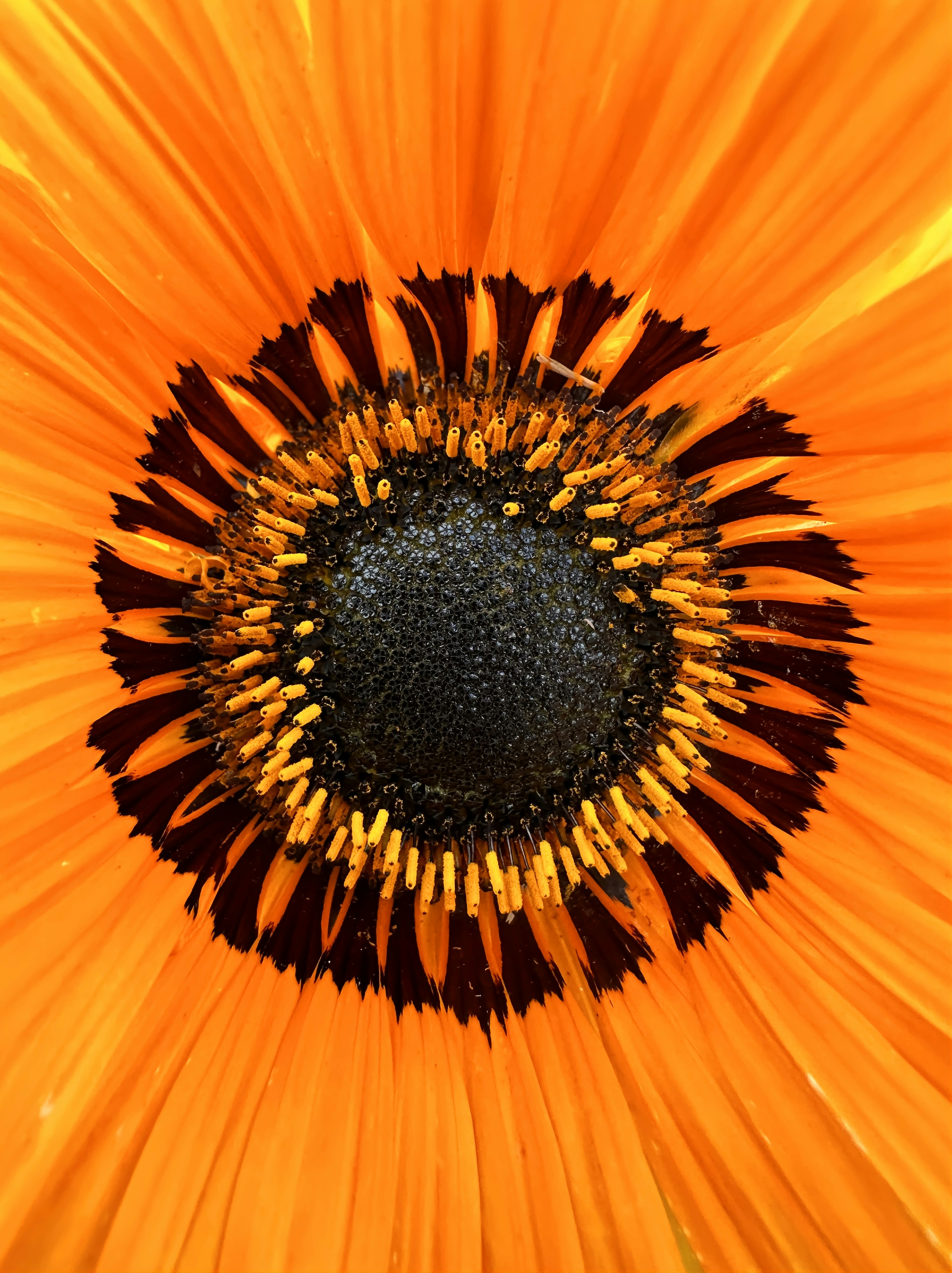 Round Flower Pictures | Download Free Images on Unsplash