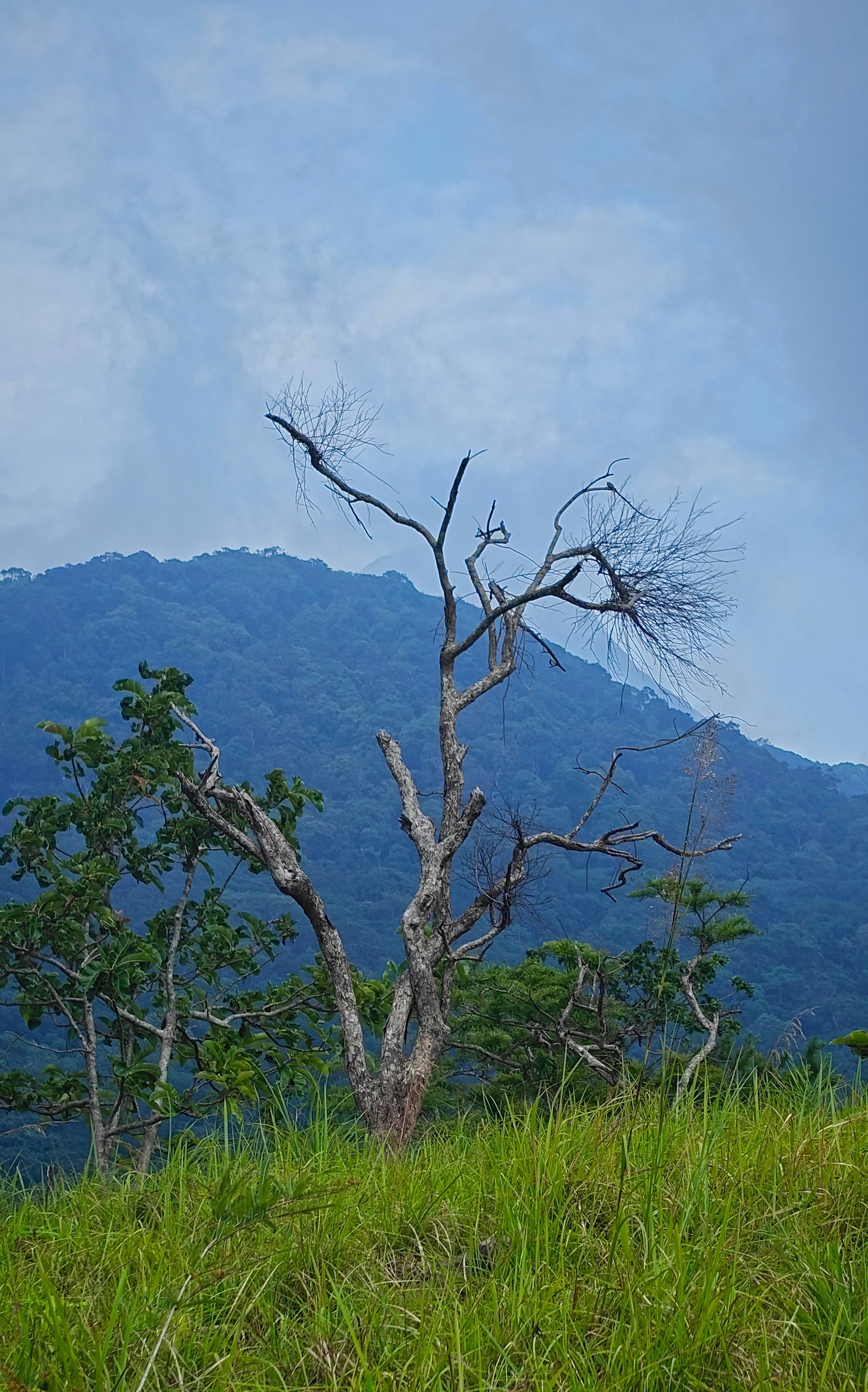 Photo by Kiran Jerome with OnePlus 12