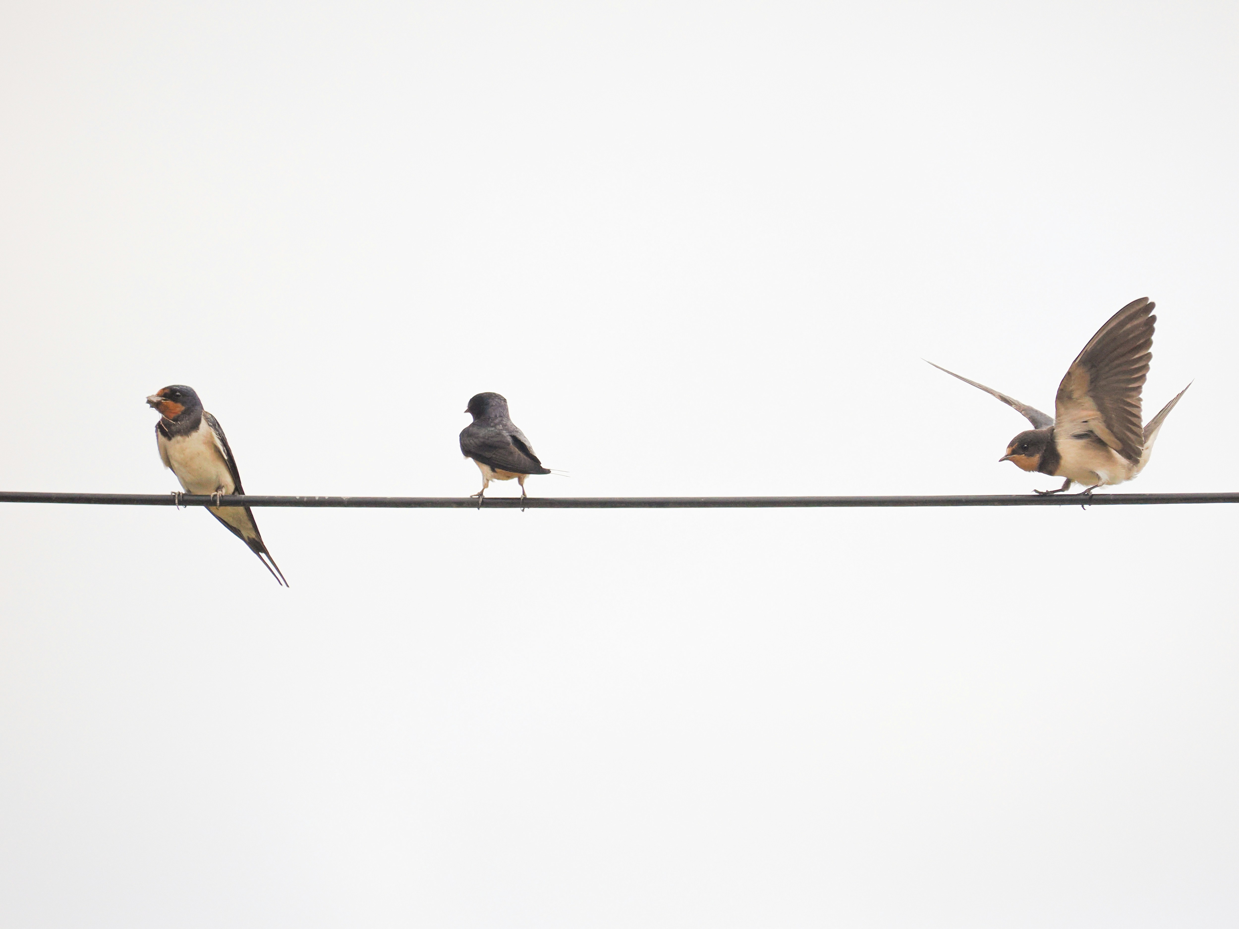 Three swallows rest on a wire against a minimalist white background.