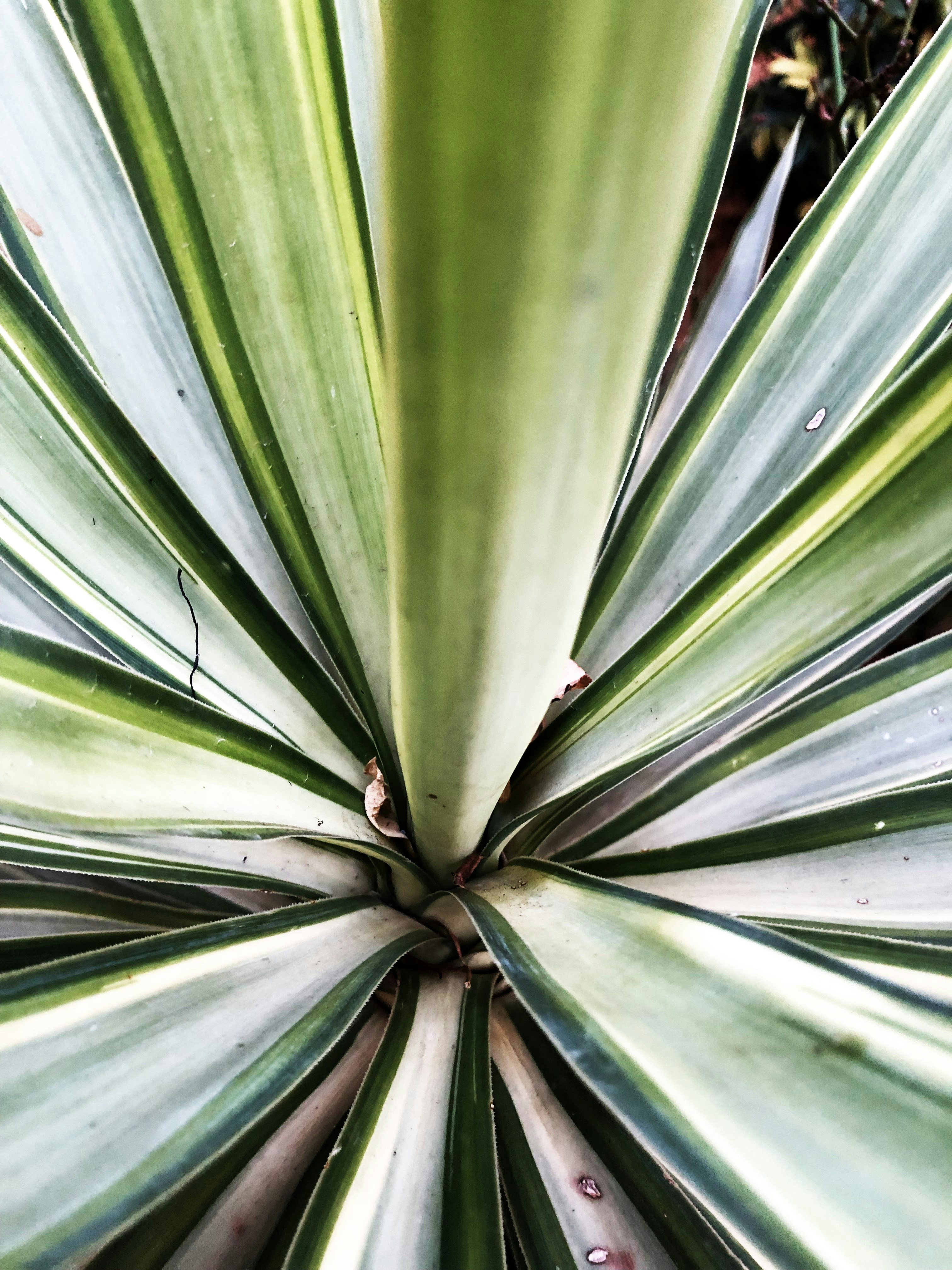 Close-up view of a plant's striking green and white striped leaves converging at the center, showcasing intricate patterns and textures.