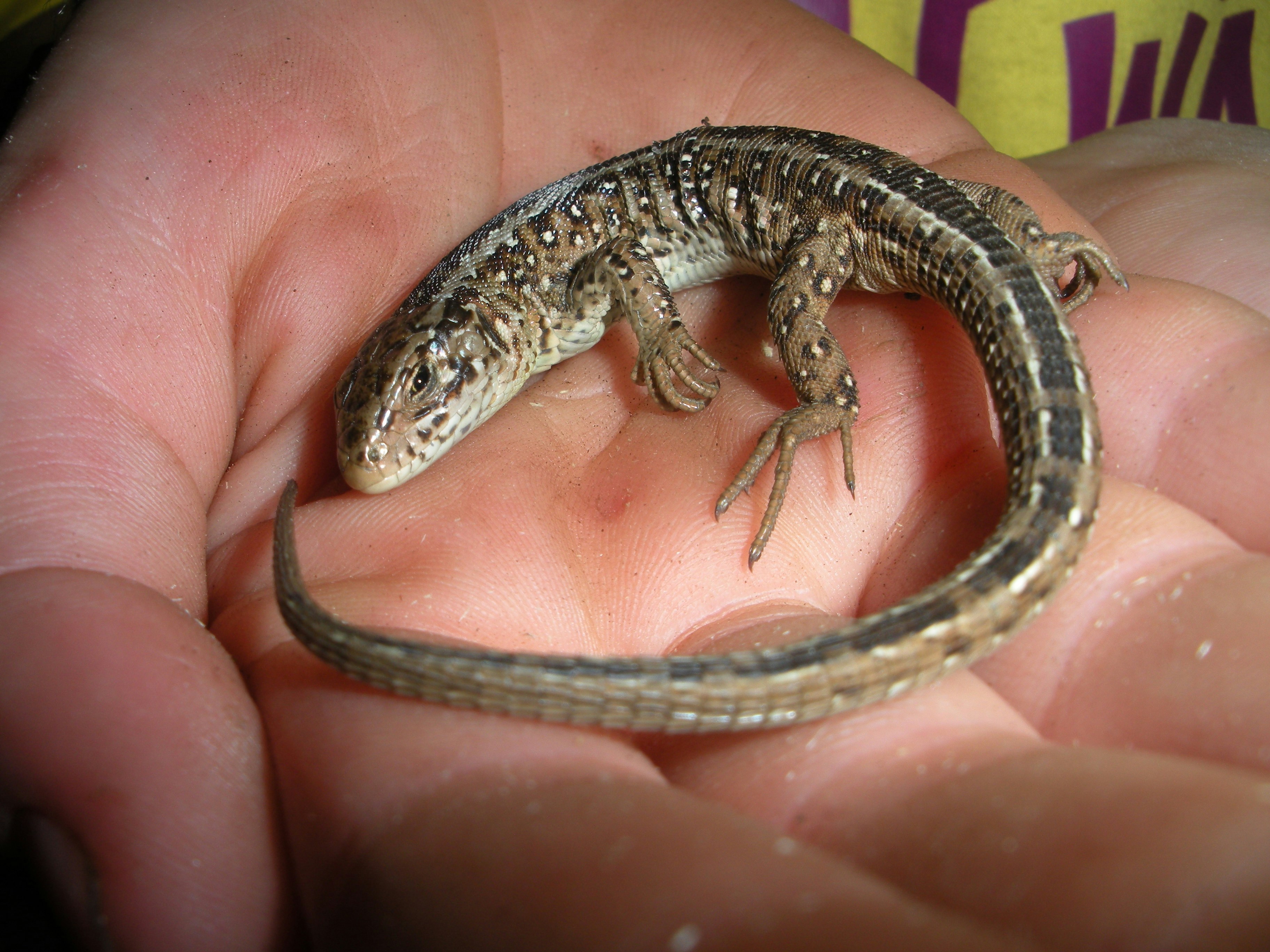 Palm-sized Camouflage: A Tiny Lizard Curled on a Gentle Hand