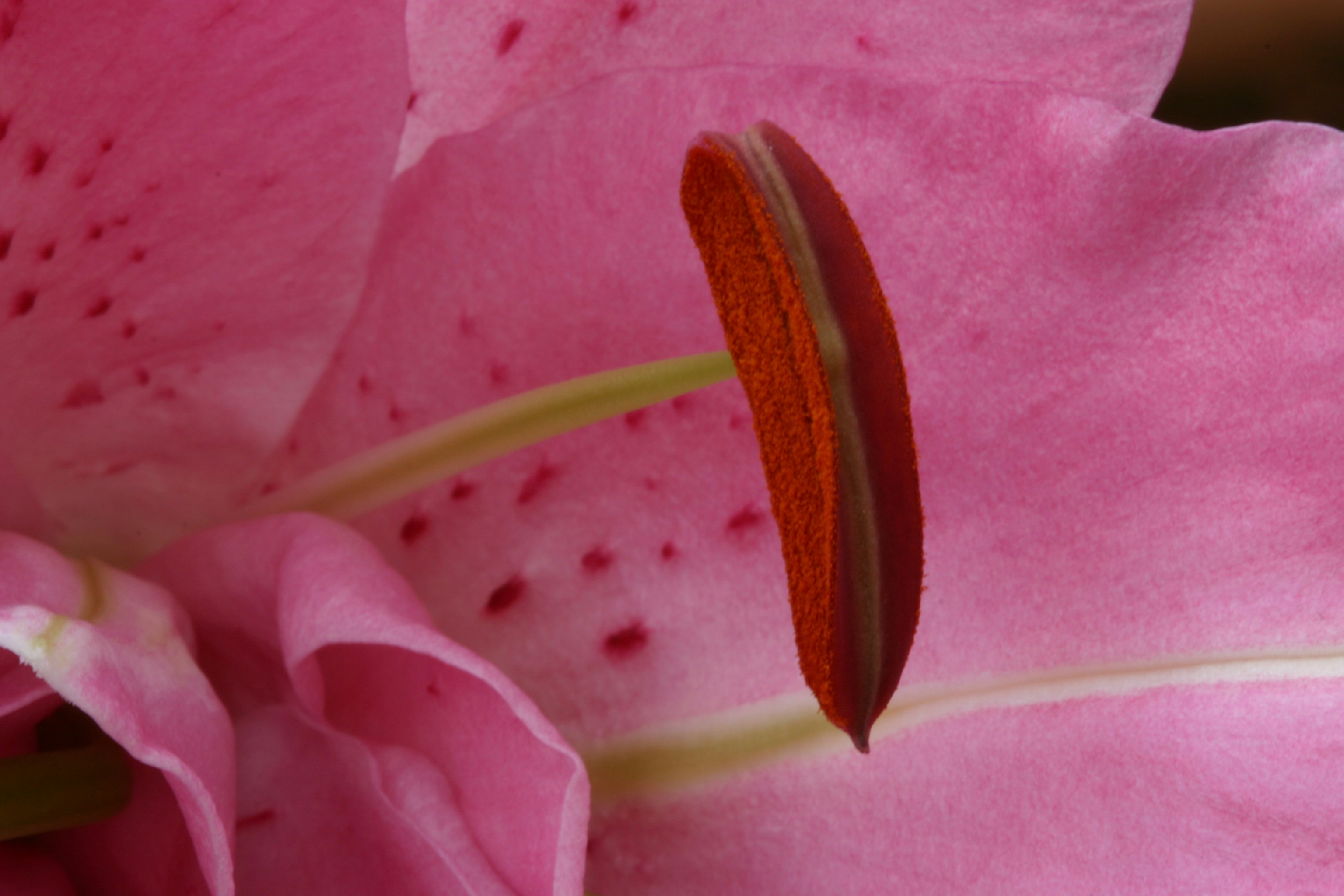 Crimson Anther on Velvet Pink Lily Petals