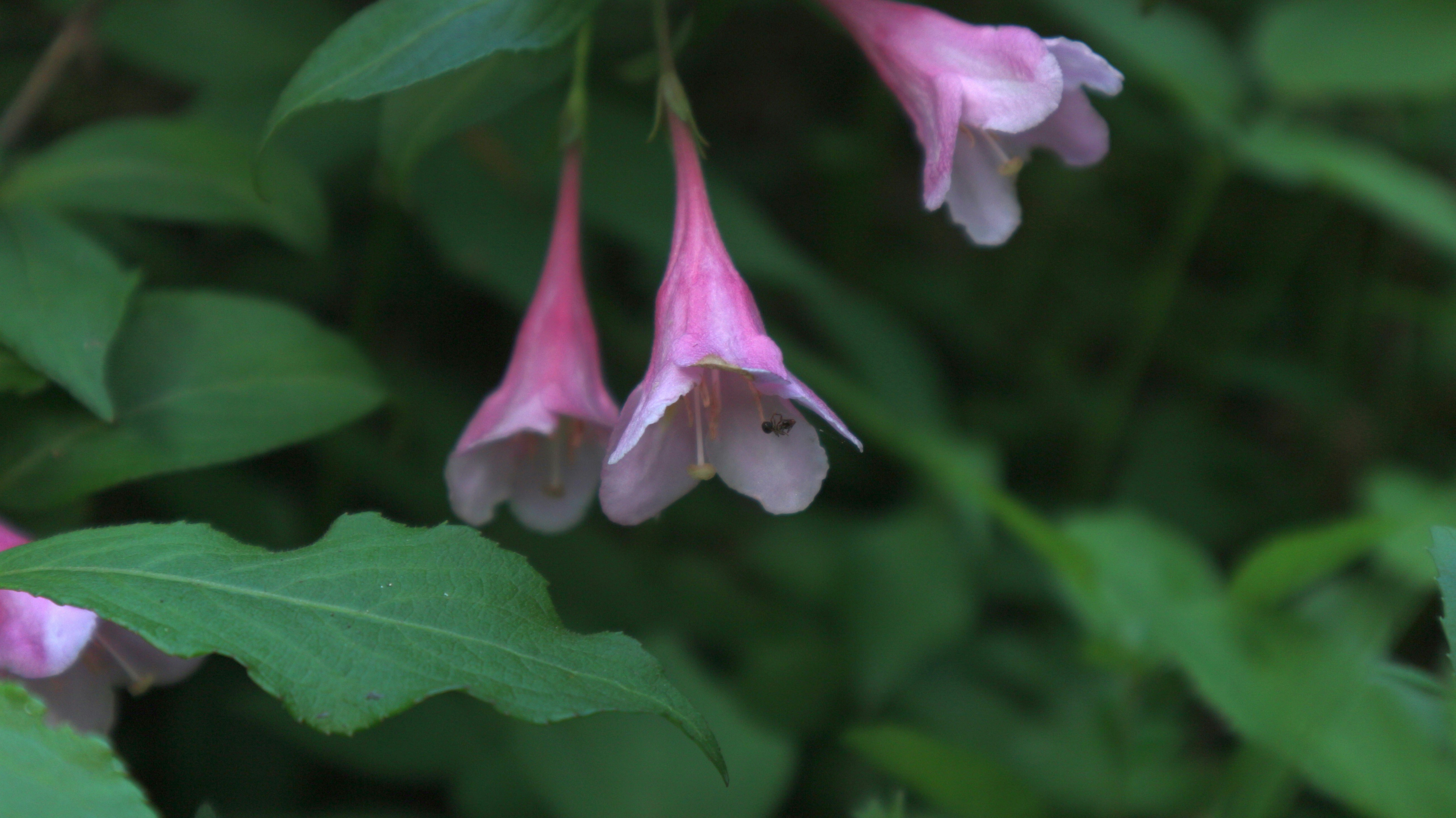 Pink Bellflowers Drifting in a Quiet Green Frame