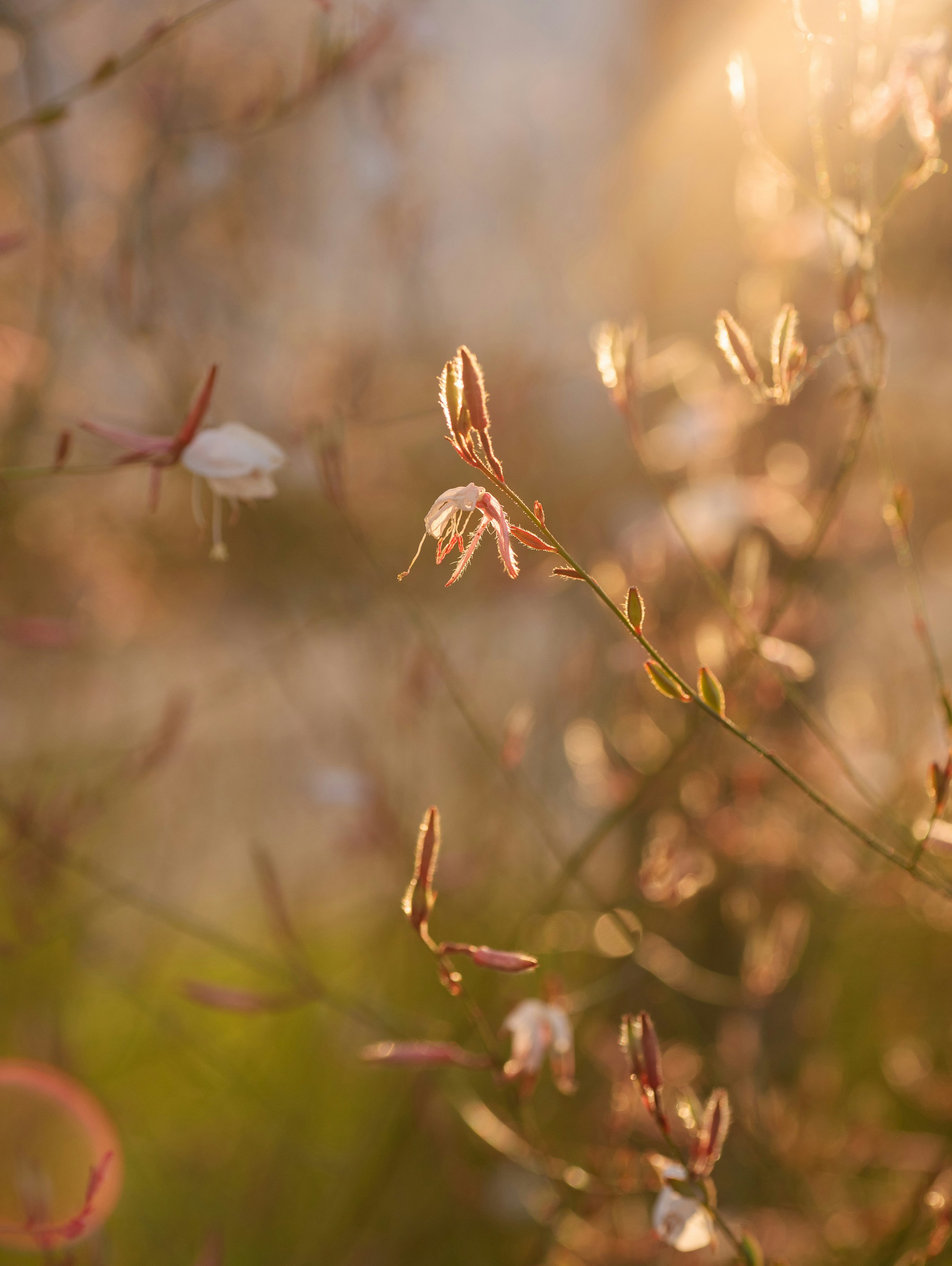 Golden Hour Seed Heads: Velvet Backlight in a Quiet Field