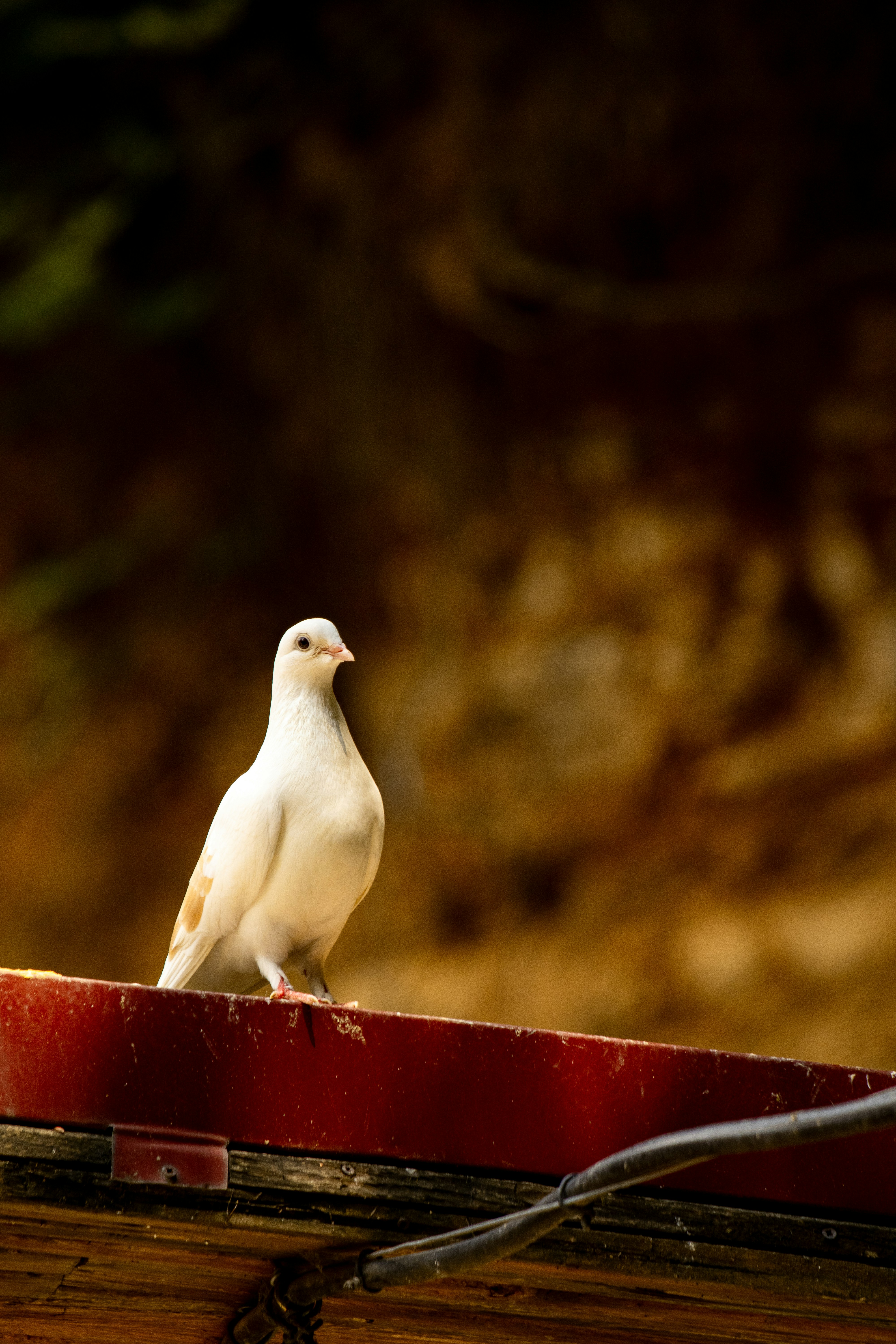 Solitary Dove on a Weathered Red Rail Amid Warm Evening Light