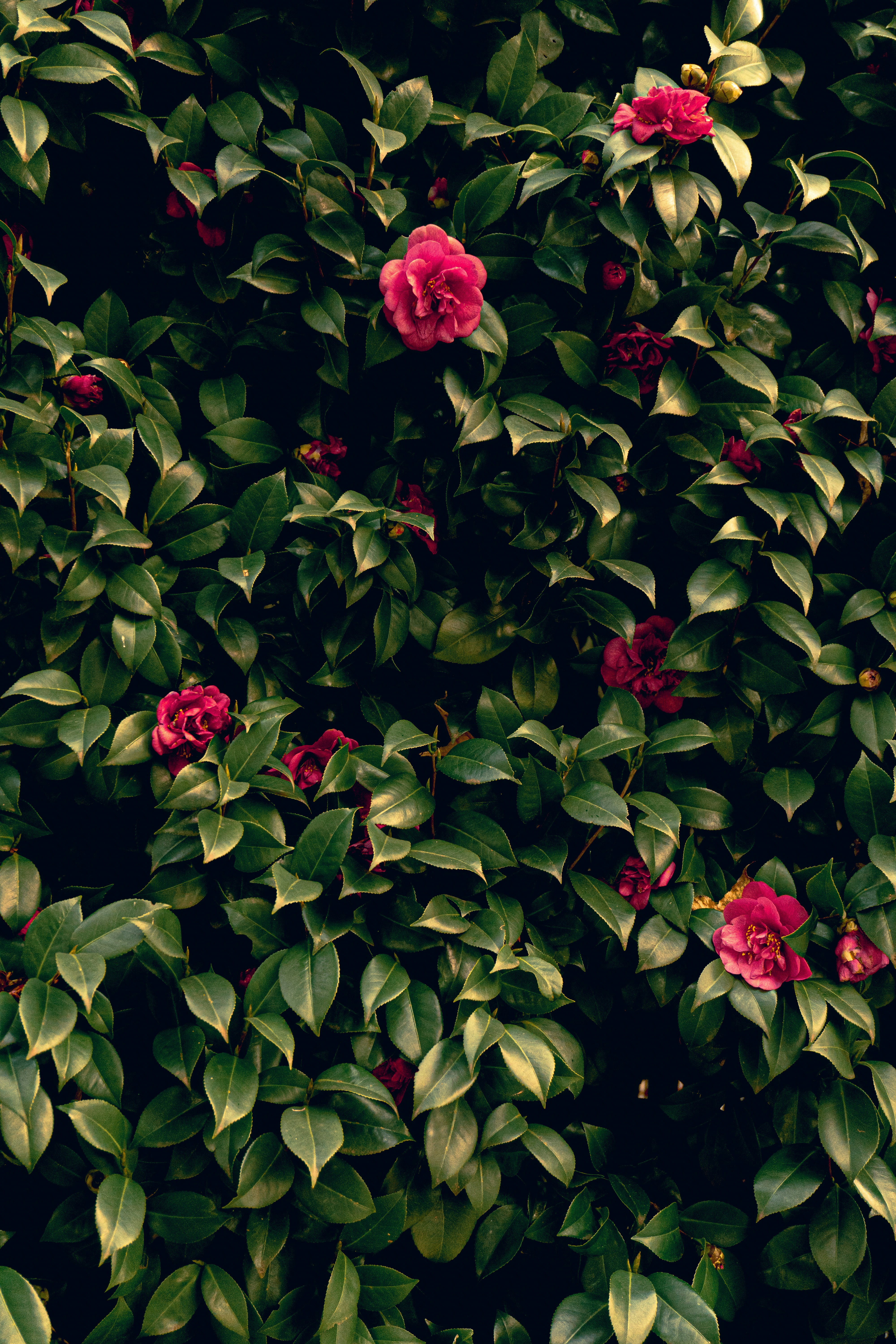 Un bouquet de fleurs qui se trouvent sur un buisson photo – Image ...