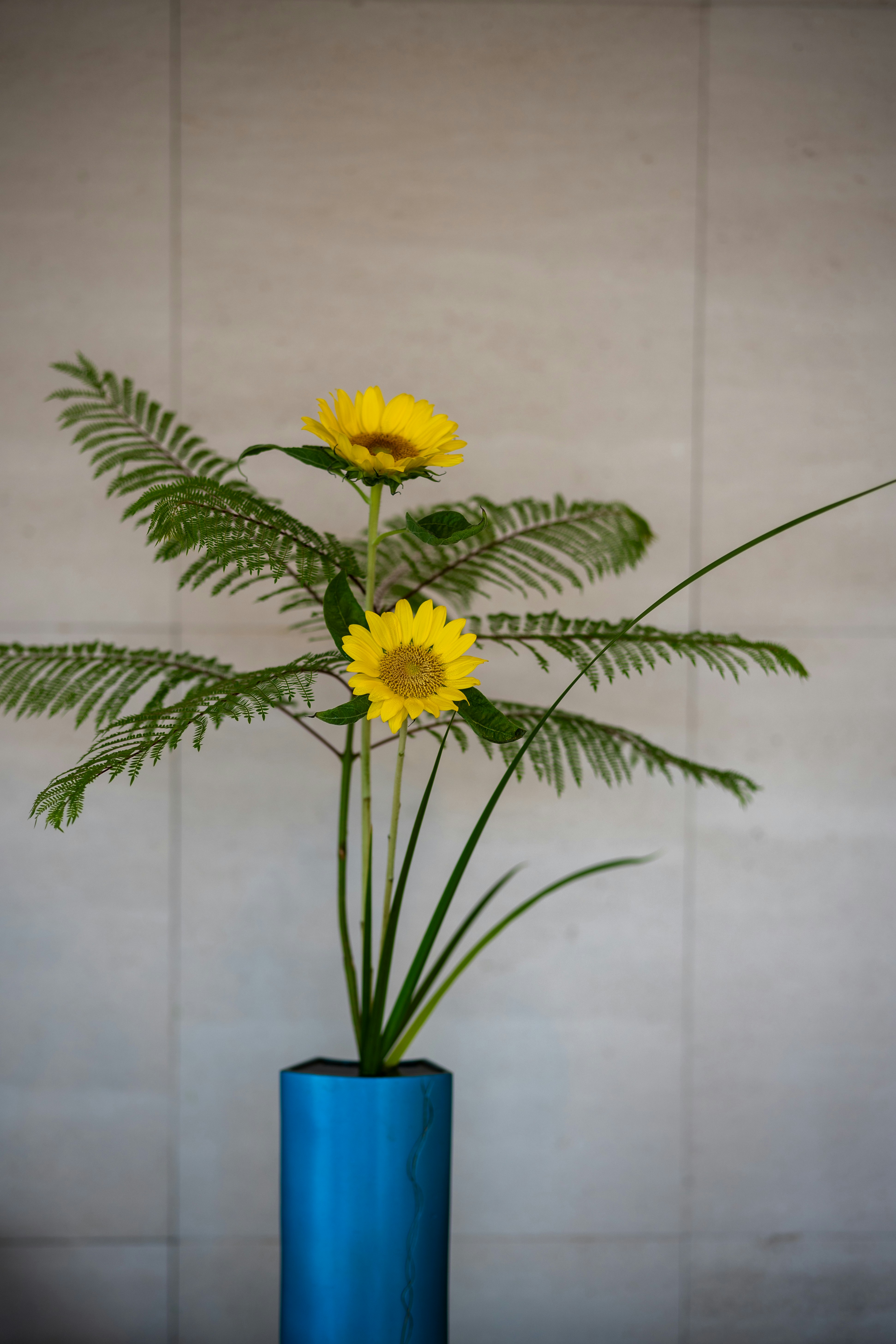 Two Sunflowers in a Cobalt Vessel: Quiet Geometry Among Ferns