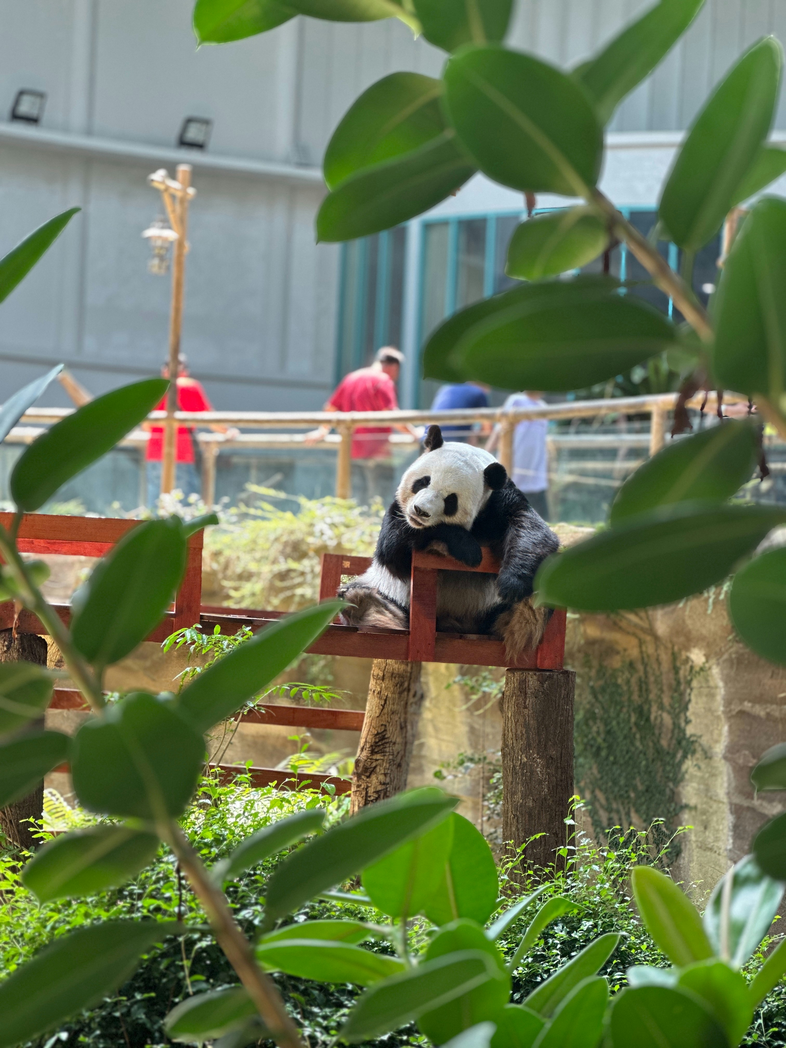 Panda Perch: A Gentle Moment on a Wooden Rail Framed by Leaves