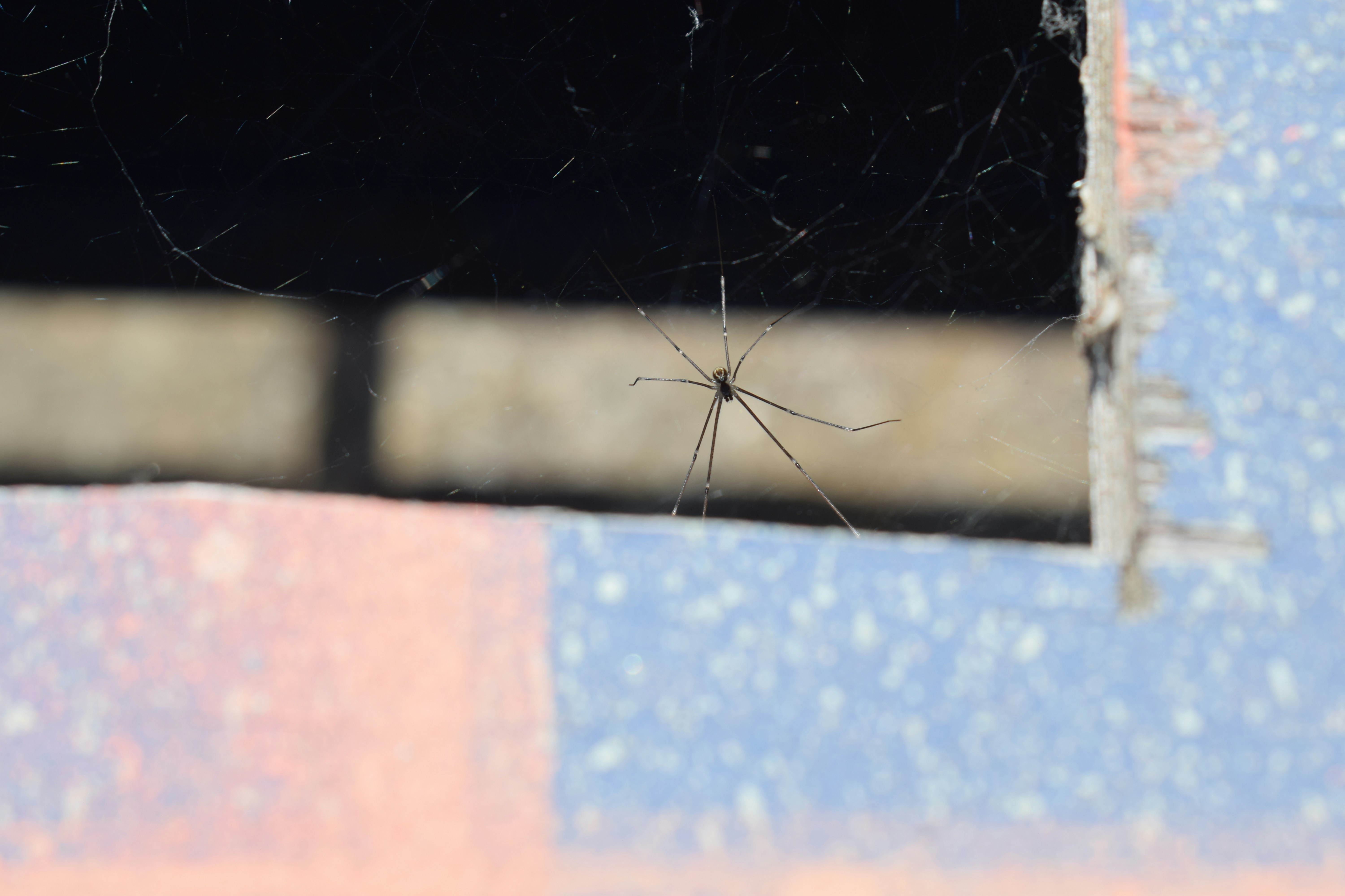 Threaded Gaze: A Spider Suspended Across a Brick Window