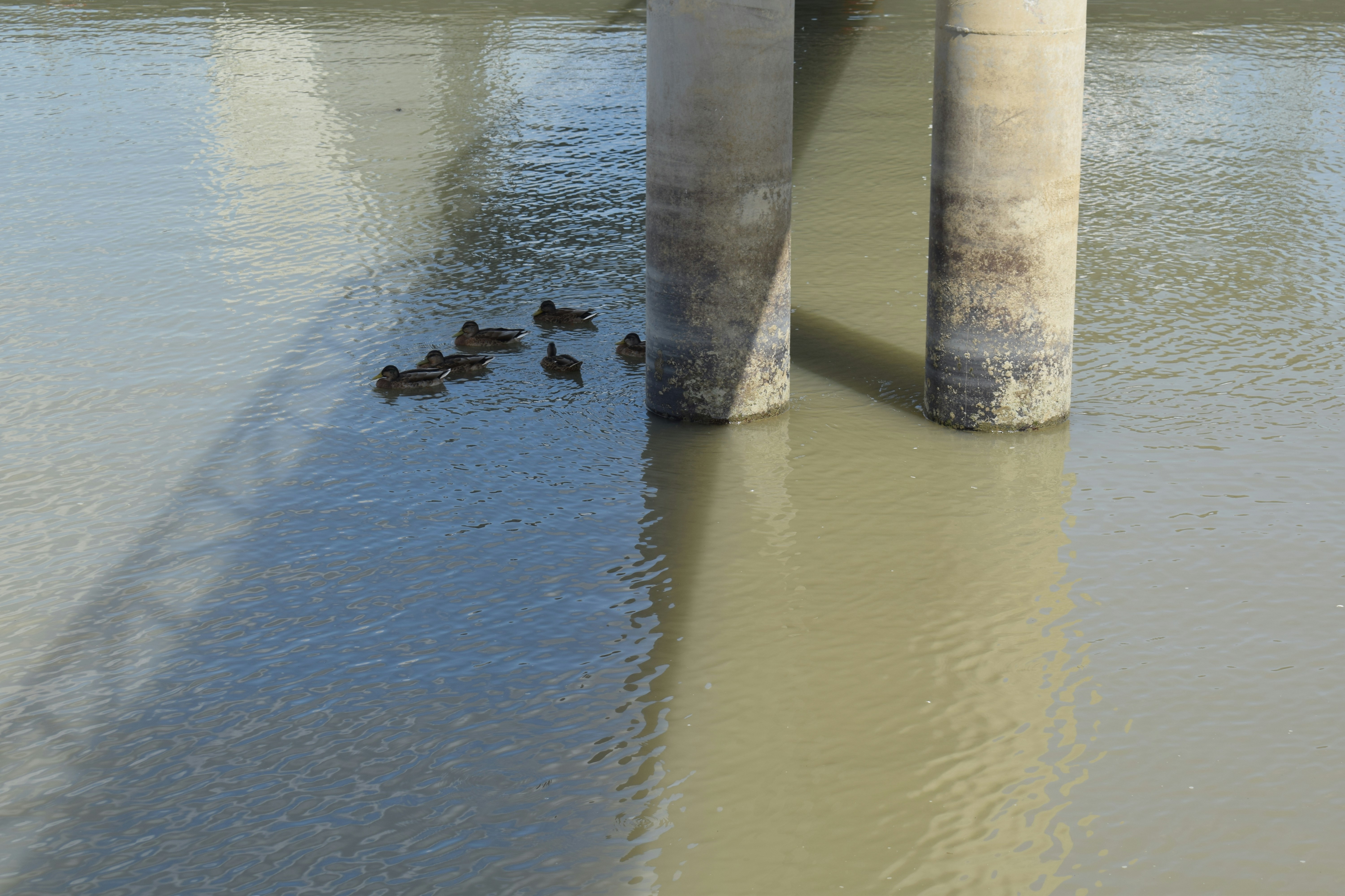 Serene Refuge Beneath the Bridge