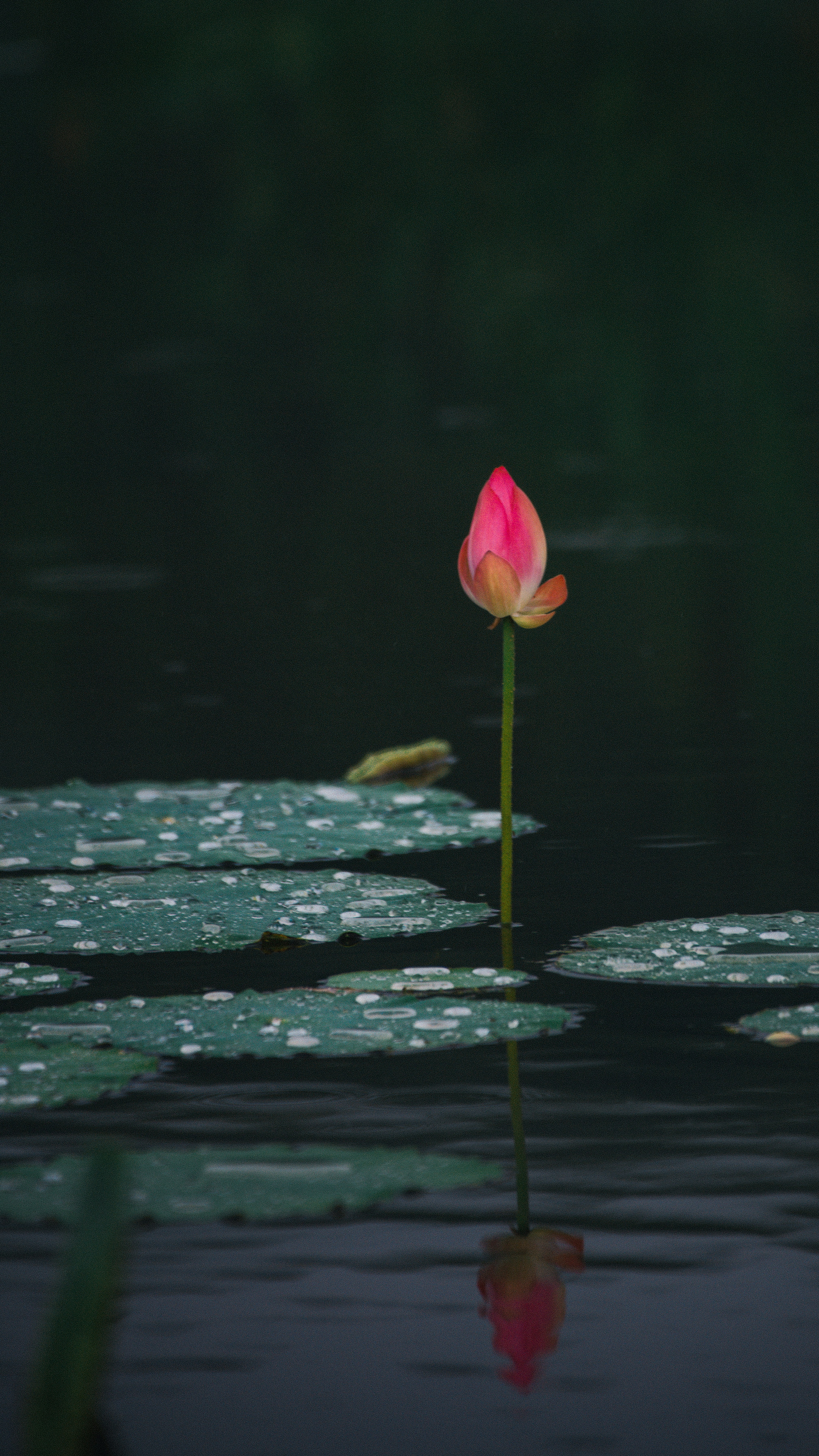 Solitary Pink Lotus Bud Piercing the Dark Pond