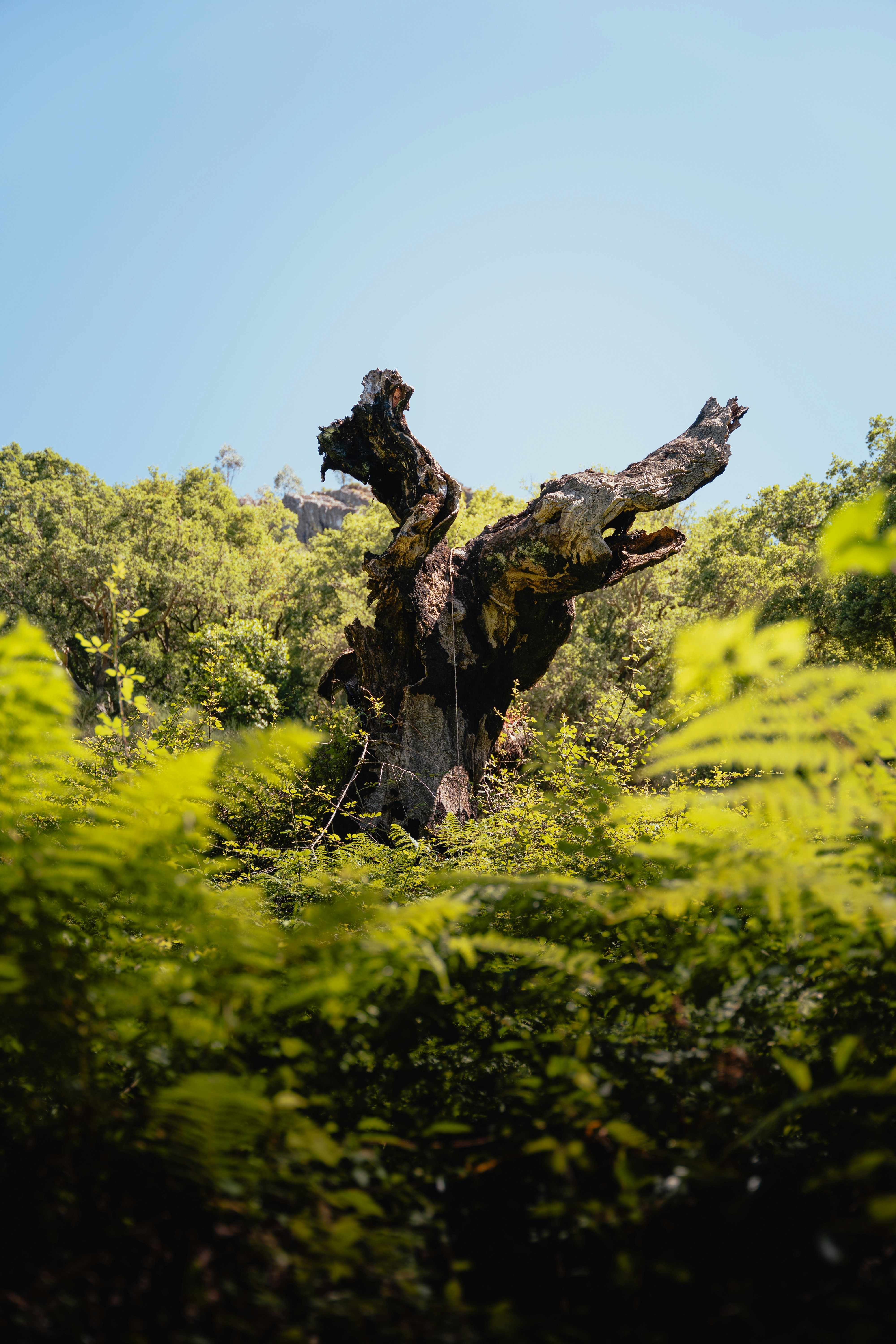 Ancient Tree Sentinel Rising from the Green Vale