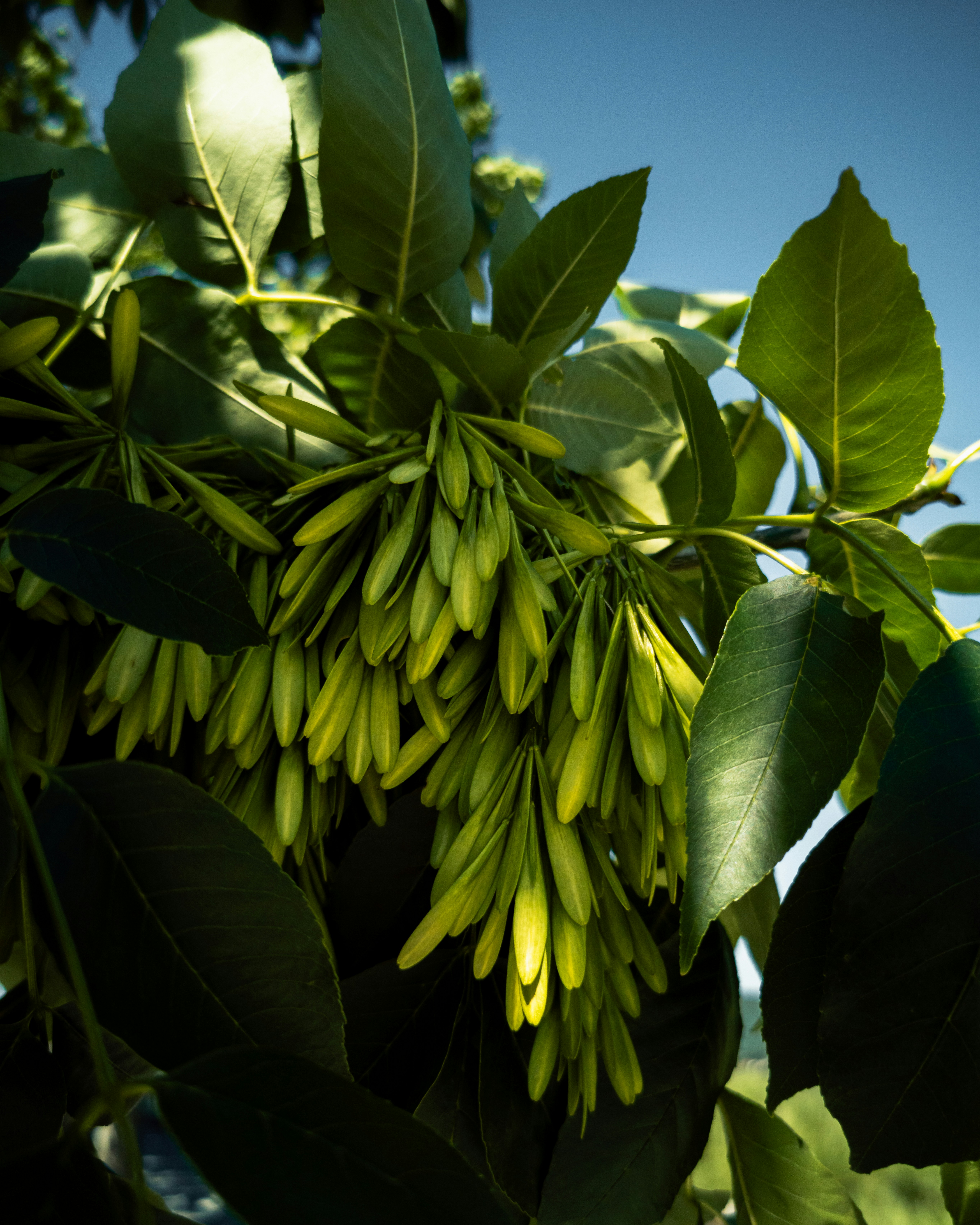 Sunlit Cascade of Lime-Green Seed Pods Amid Glossy Leaves