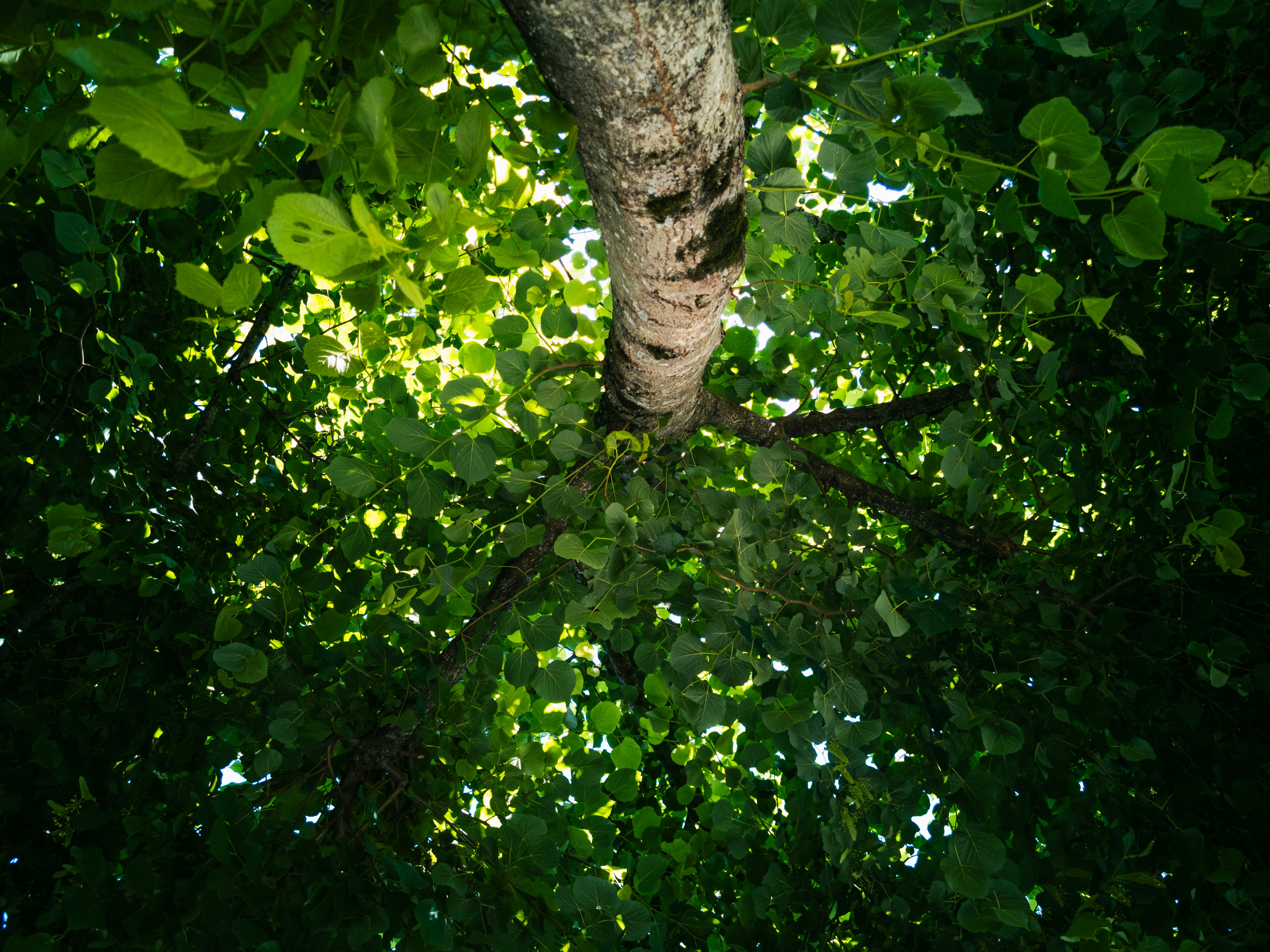 Sunlit canopy: a mossy trunk reaches into a green cathedral
